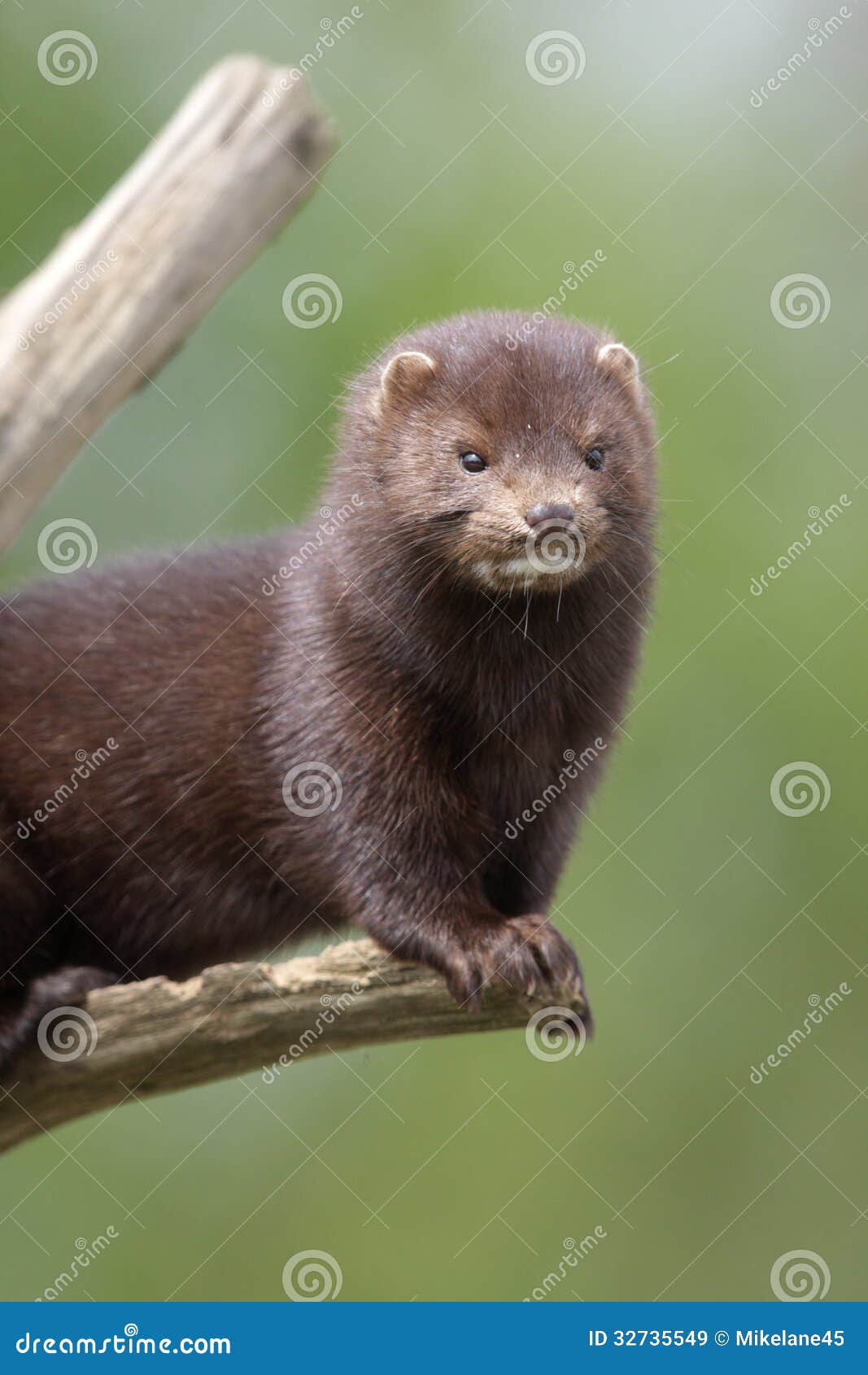 Visone Americano, Mustela Vison Immagine Stock - Immagine di muso ...