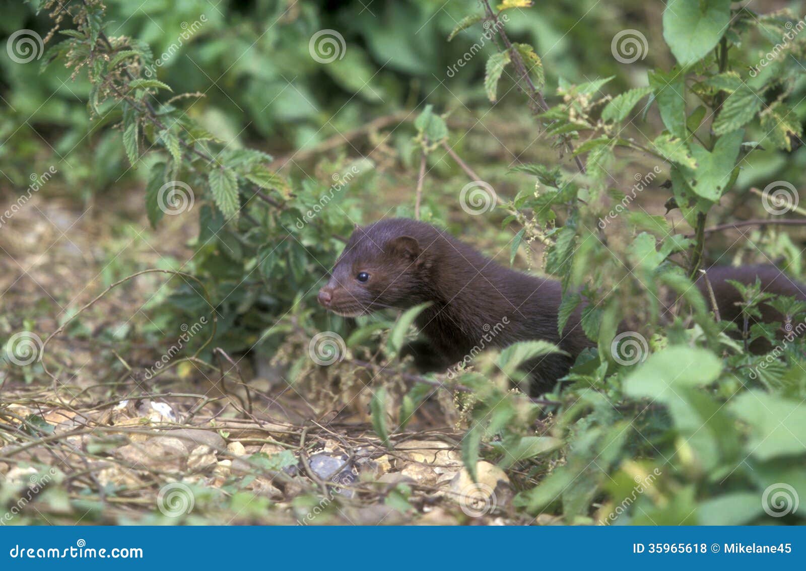 Visone Americano, Mustela Vison Fotografia Stock - Immagine di ...