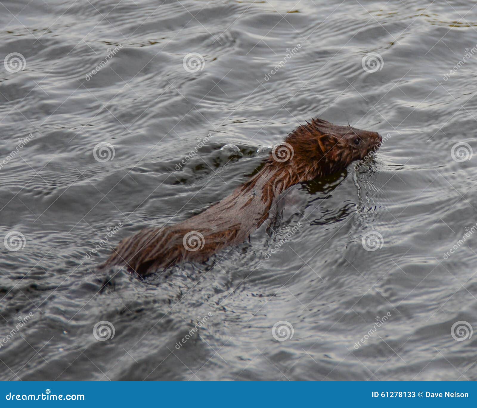 Visone Americano Selvaggio (mustela Vison) Immagine Stock - Immagine di ...