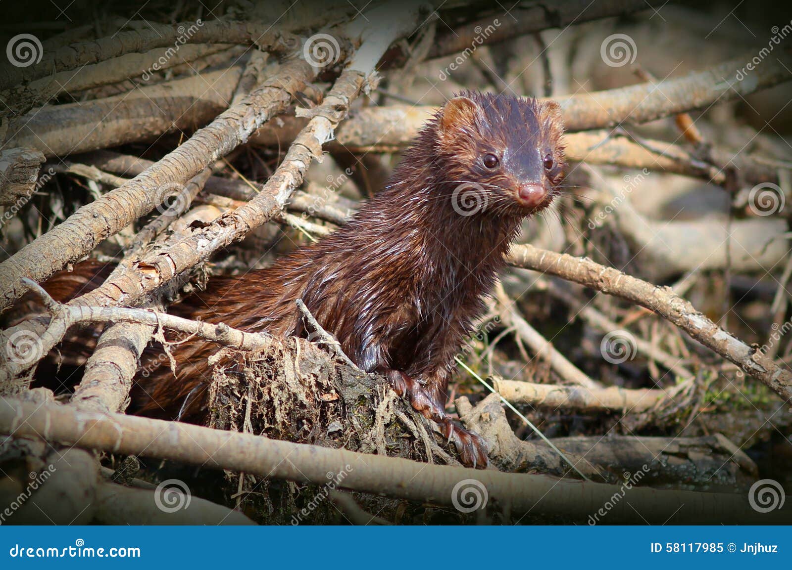 Visone Americano (vison Di Neovison) Immagine Stock - Immagine di ...