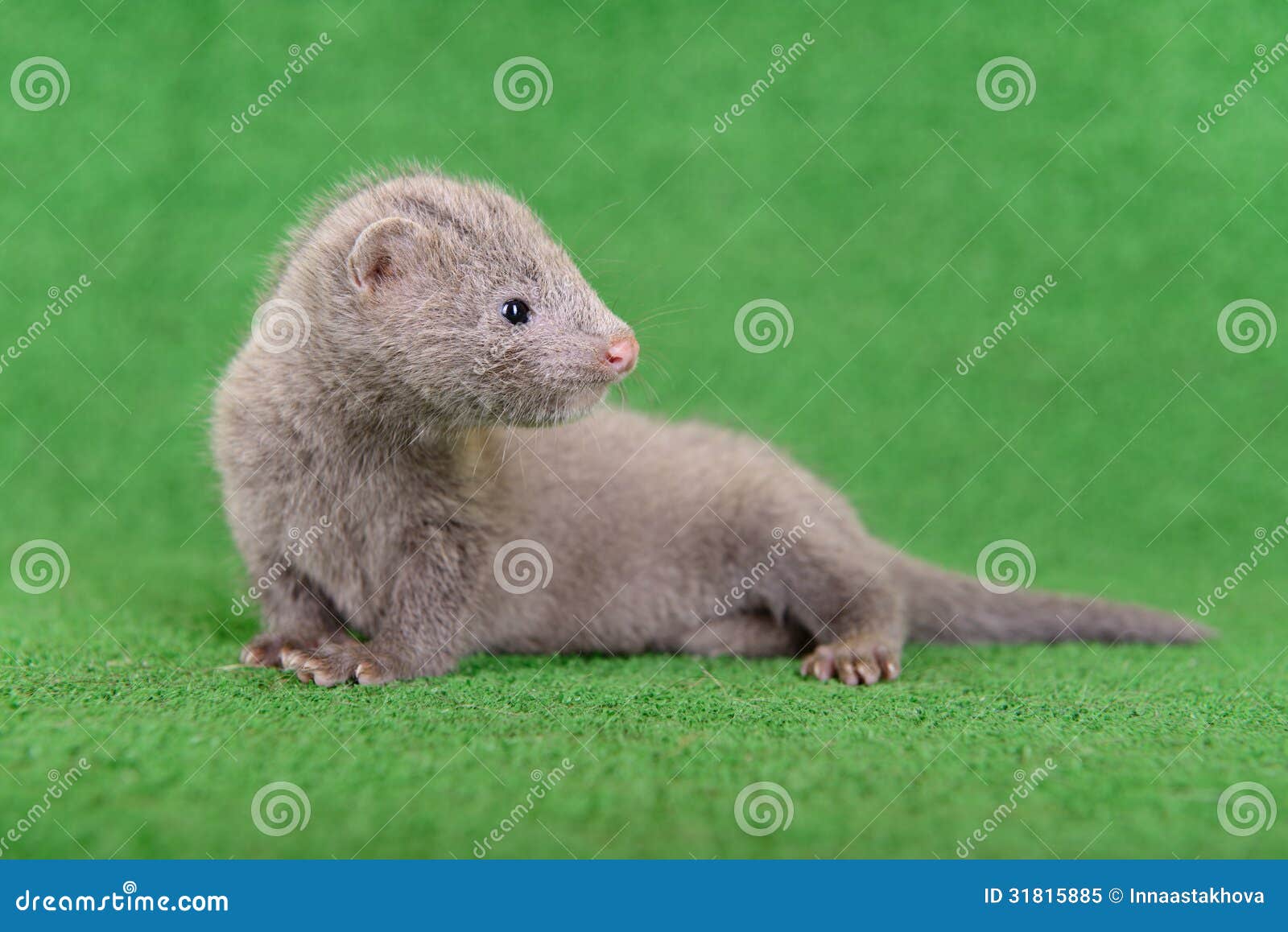 Visone animale grigio immagine stock. Immagine di bestia - 31815885