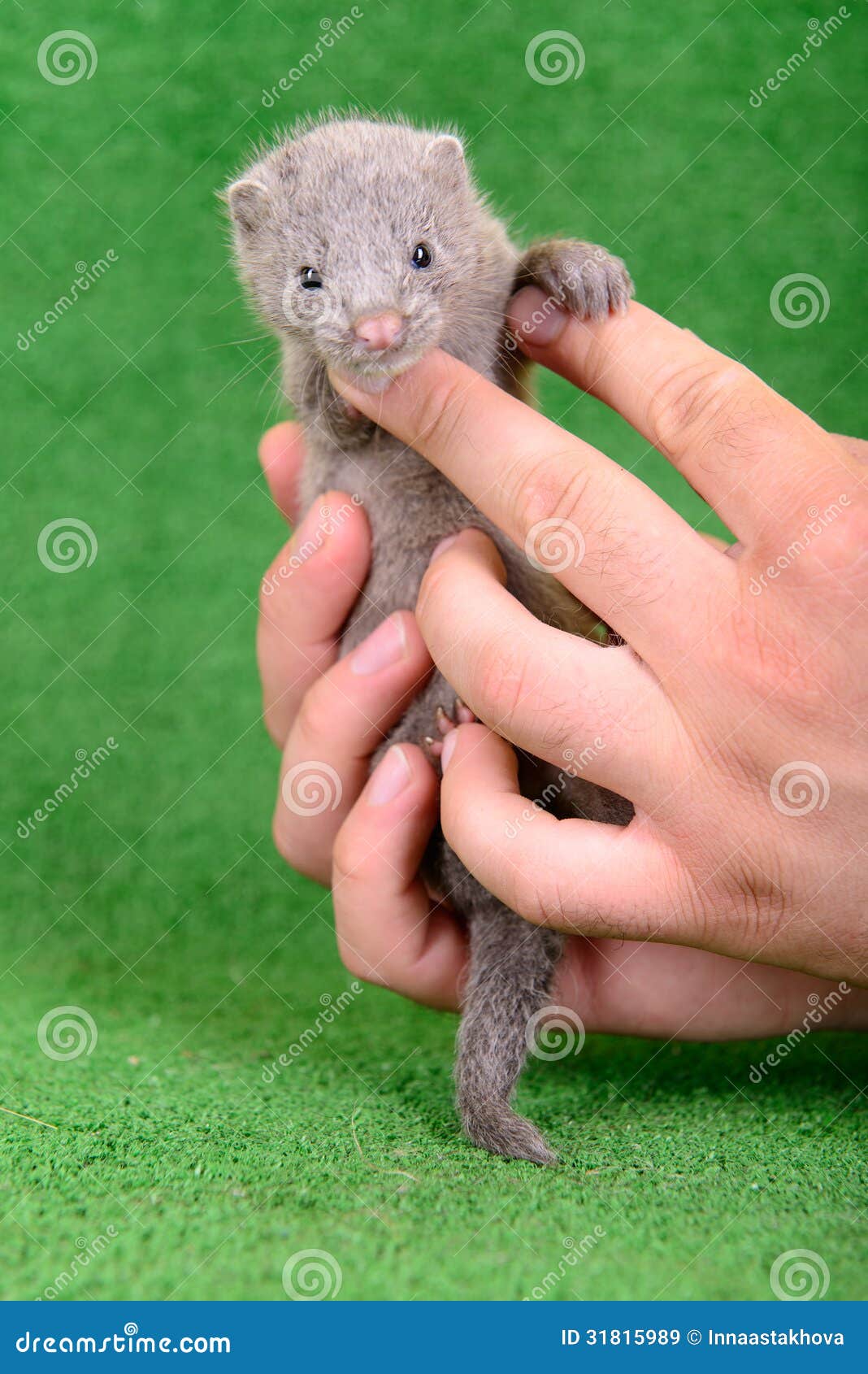 Visone animale grigio immagine stock. Immagine di sfondo - 31815989