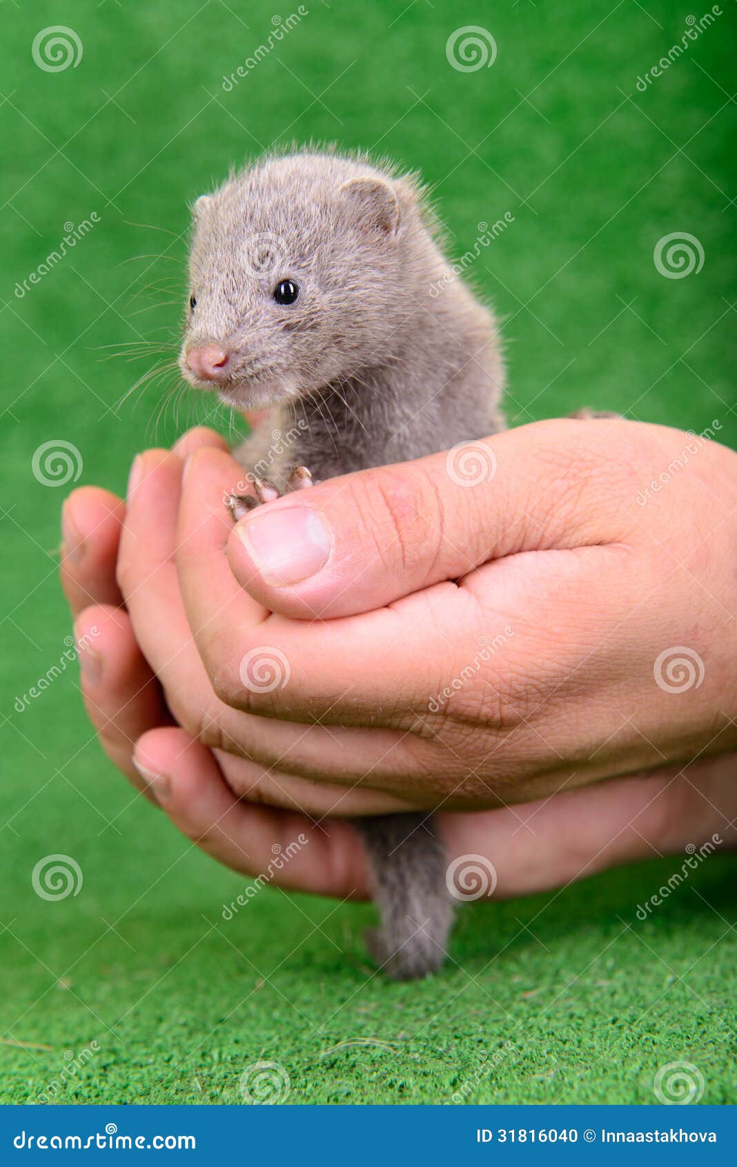 Visone animale grigio fotografia stock. Immagine di zanne - 31816040