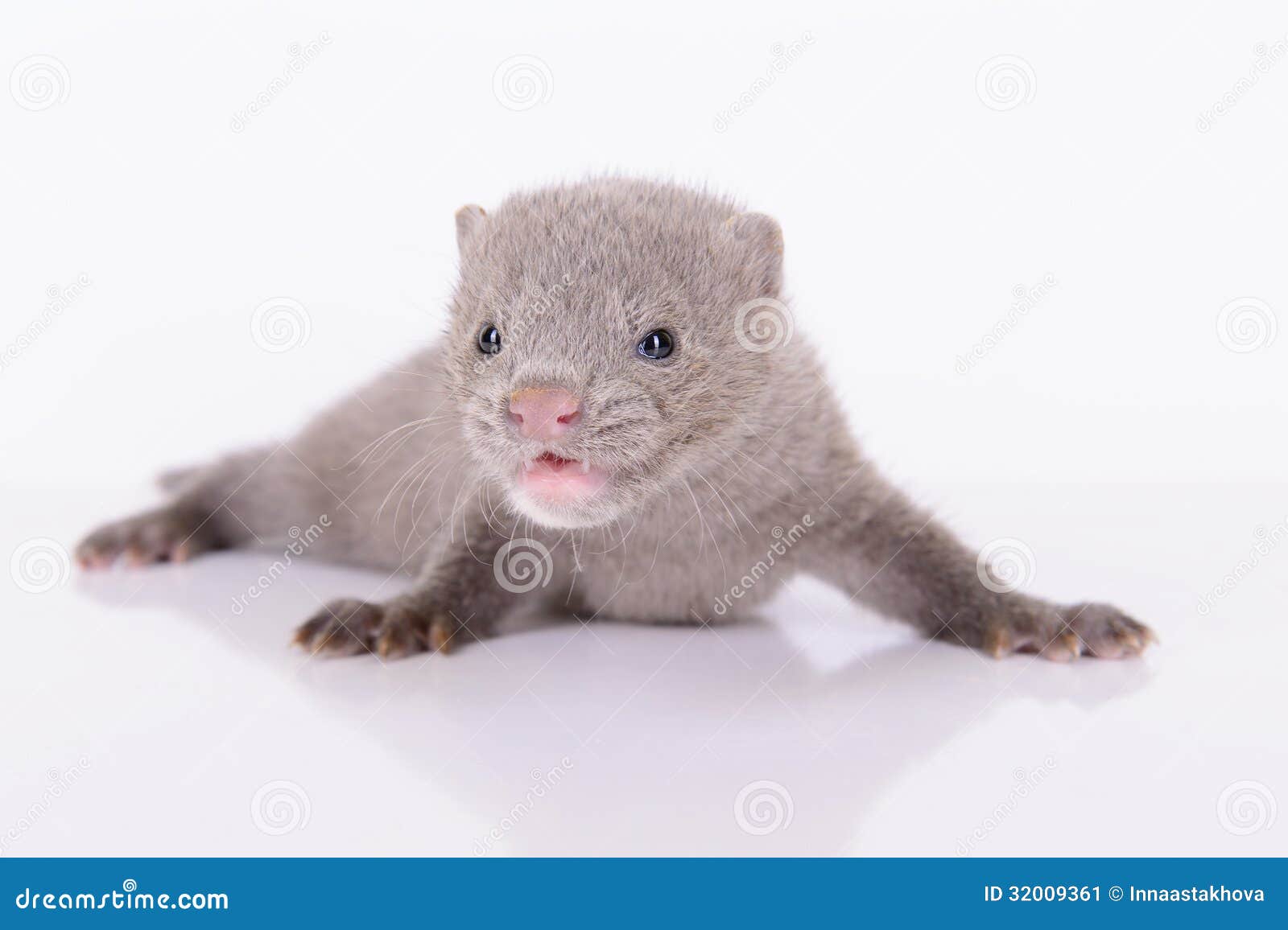 Visone animale grigio immagine stock. Immagine di razza - 32009361