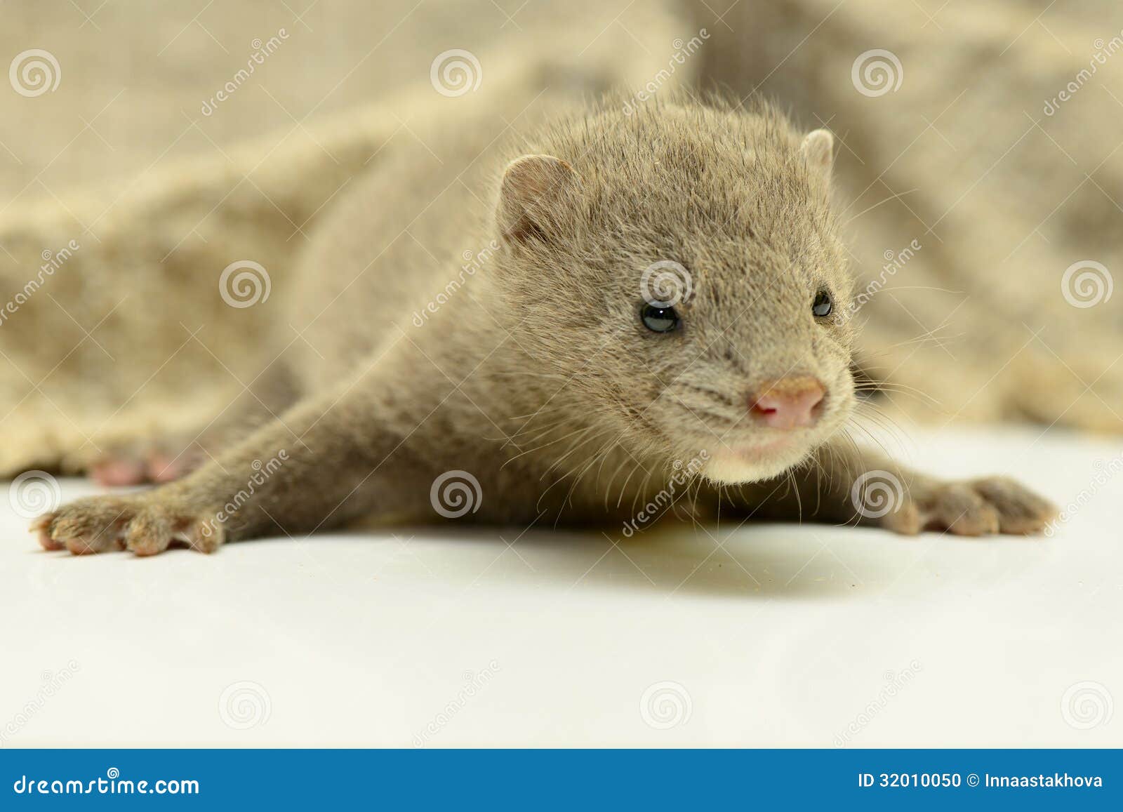 Visone animale grigio fotografia stock. Immagine di cucciolo - 32010050