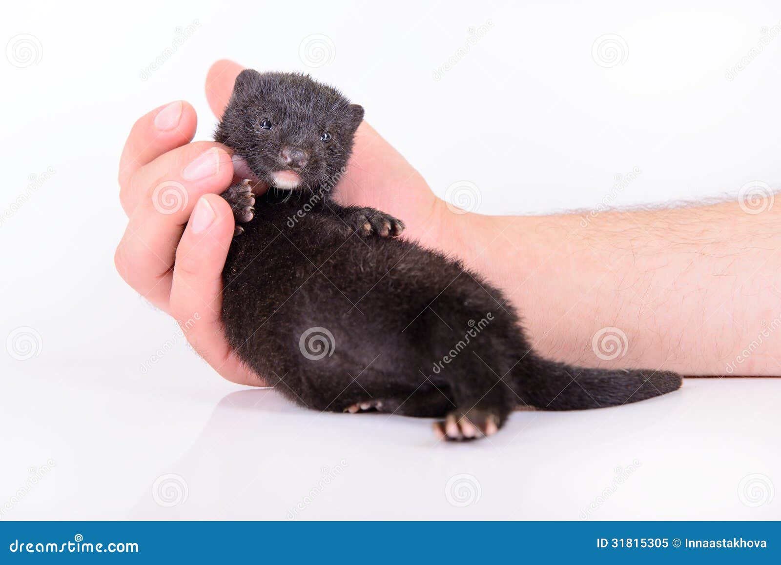 Visone animale nero immagine stock. Immagine di animale - 31815305