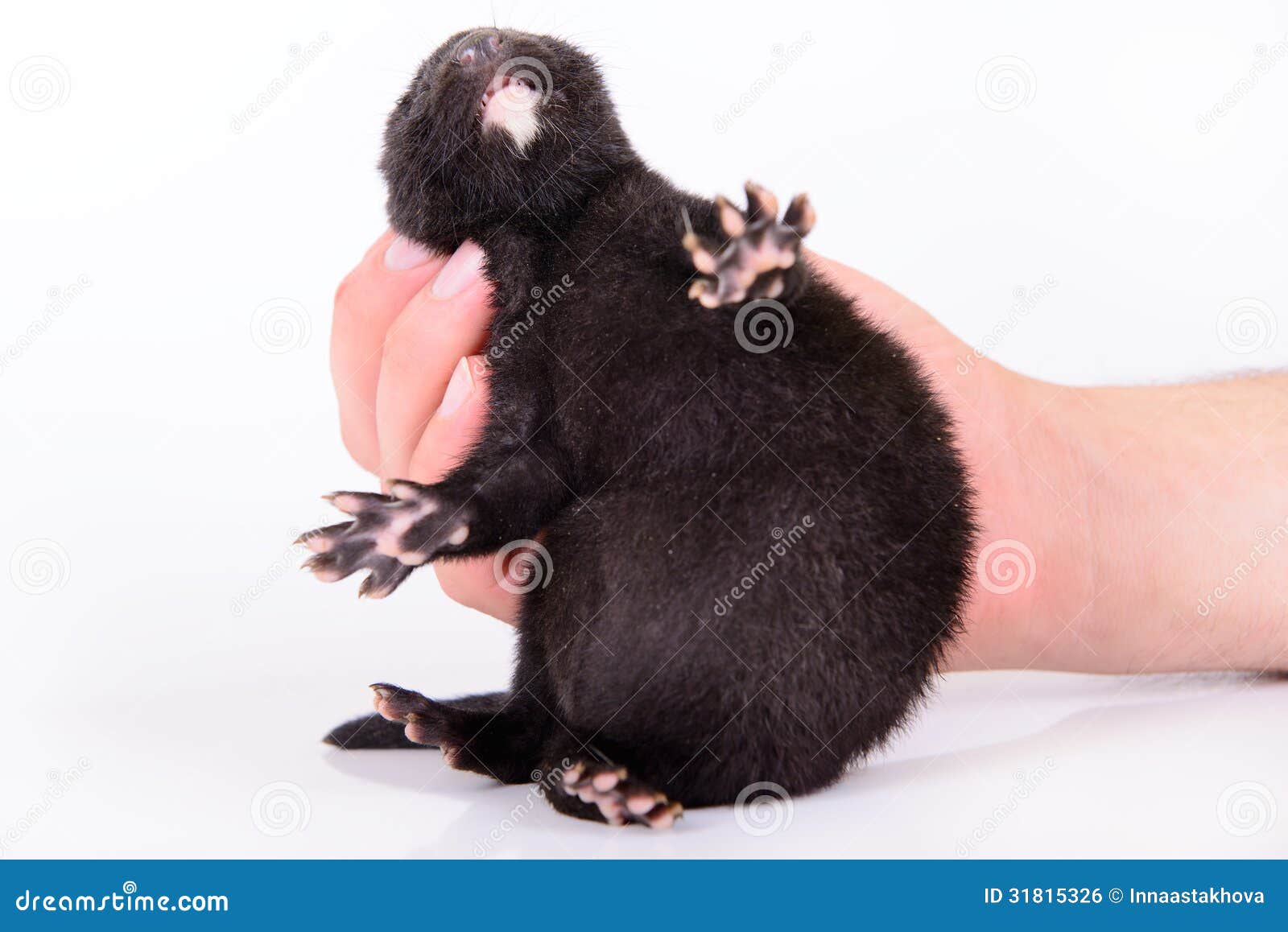 Visone animale nero fotografia stock. Immagine di singolo - 31815326