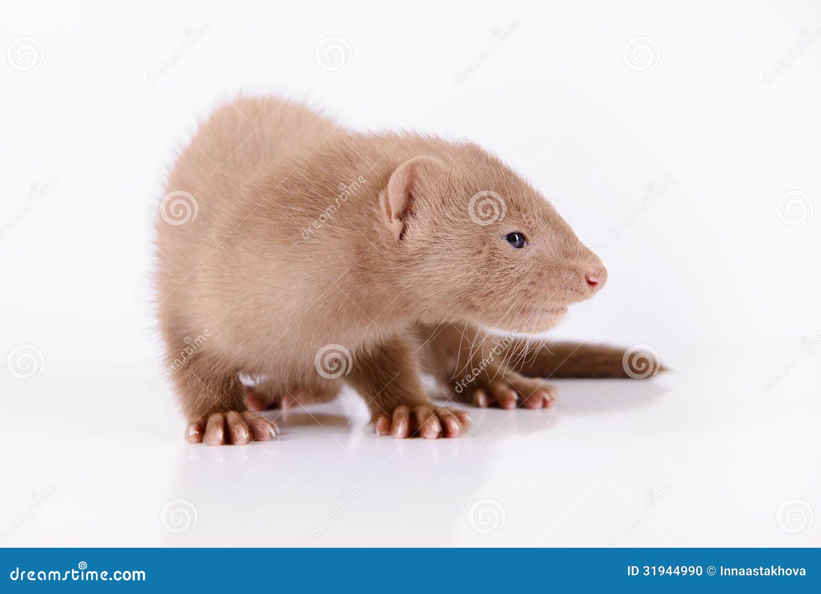 Visone Dell'animale Giovane Fotografia Stock - Immagine di isolato ...