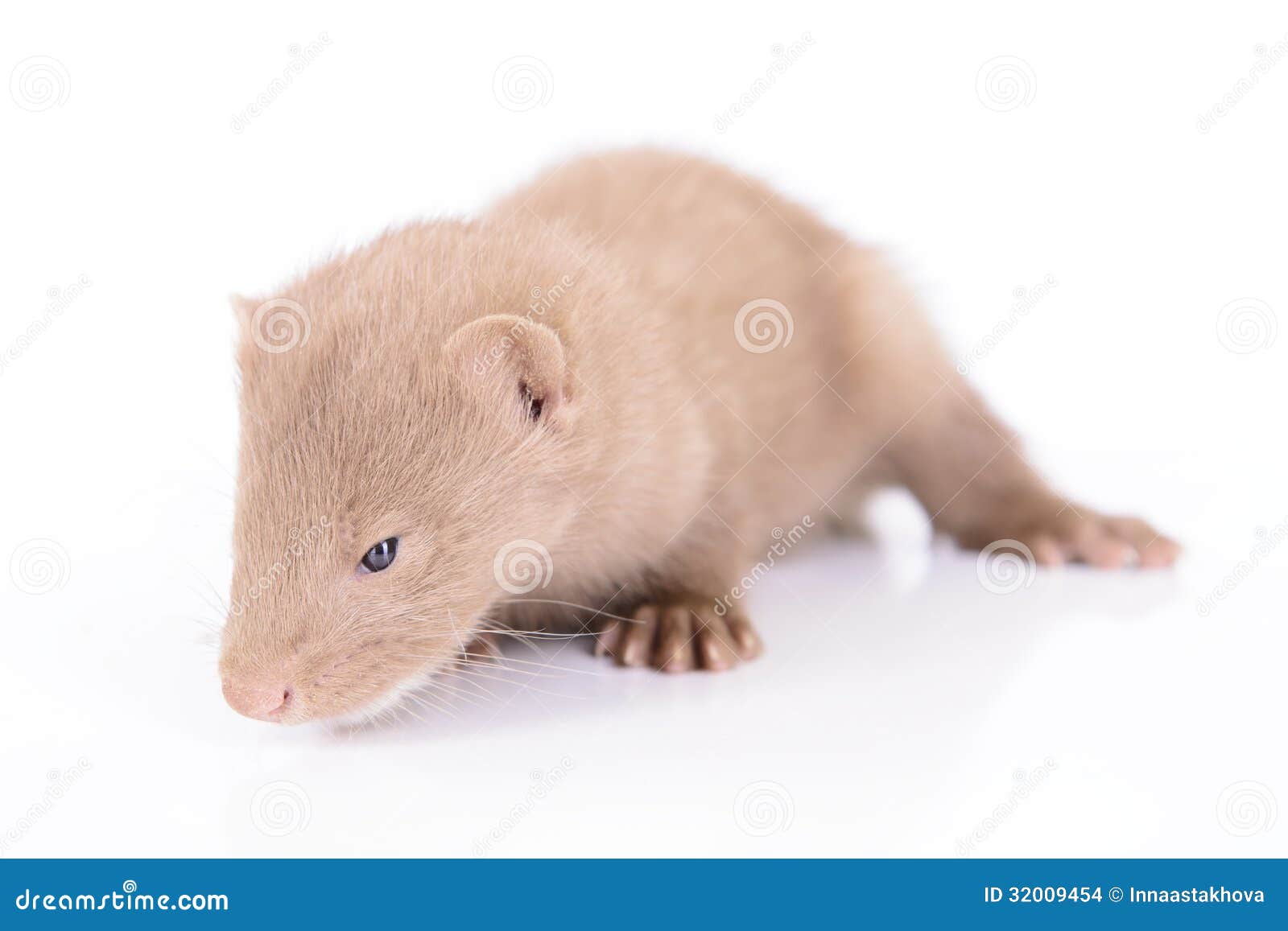 Visone Dell'animale Giovane Fotografia Stock - Immagine di nazionale ...