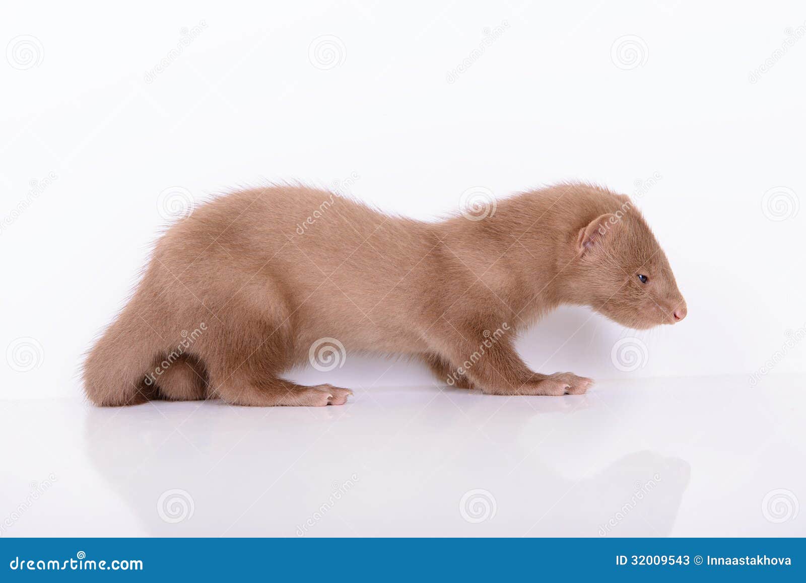 Visone Dell'animale Giovane Immagine Stock - Immagine di piccolo ...