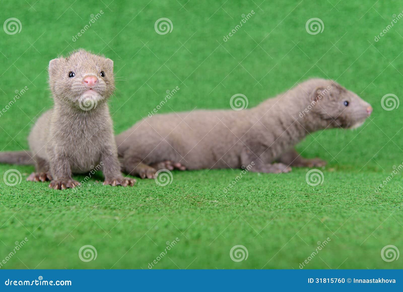 Visone Grigio Degli Animali Fotografia Stock - Immagine di temi ...