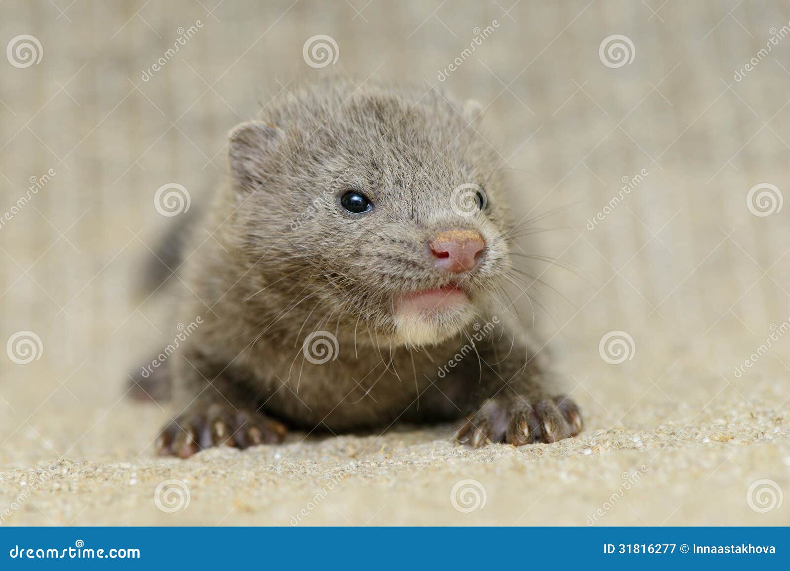 Visone grigio del cucciolo immagine stock. Immagine di sabbioso - 31816277