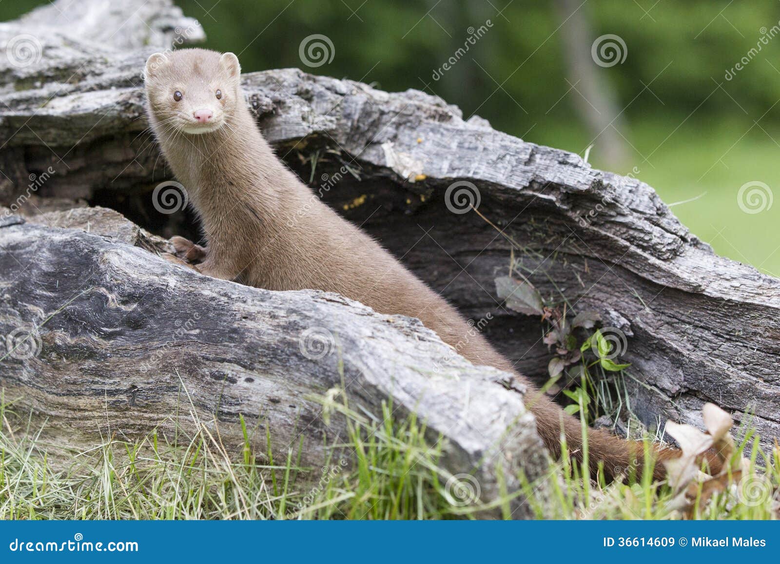 Visone in Ritratto Integrale Immagine Stock - Immagine di canino ...