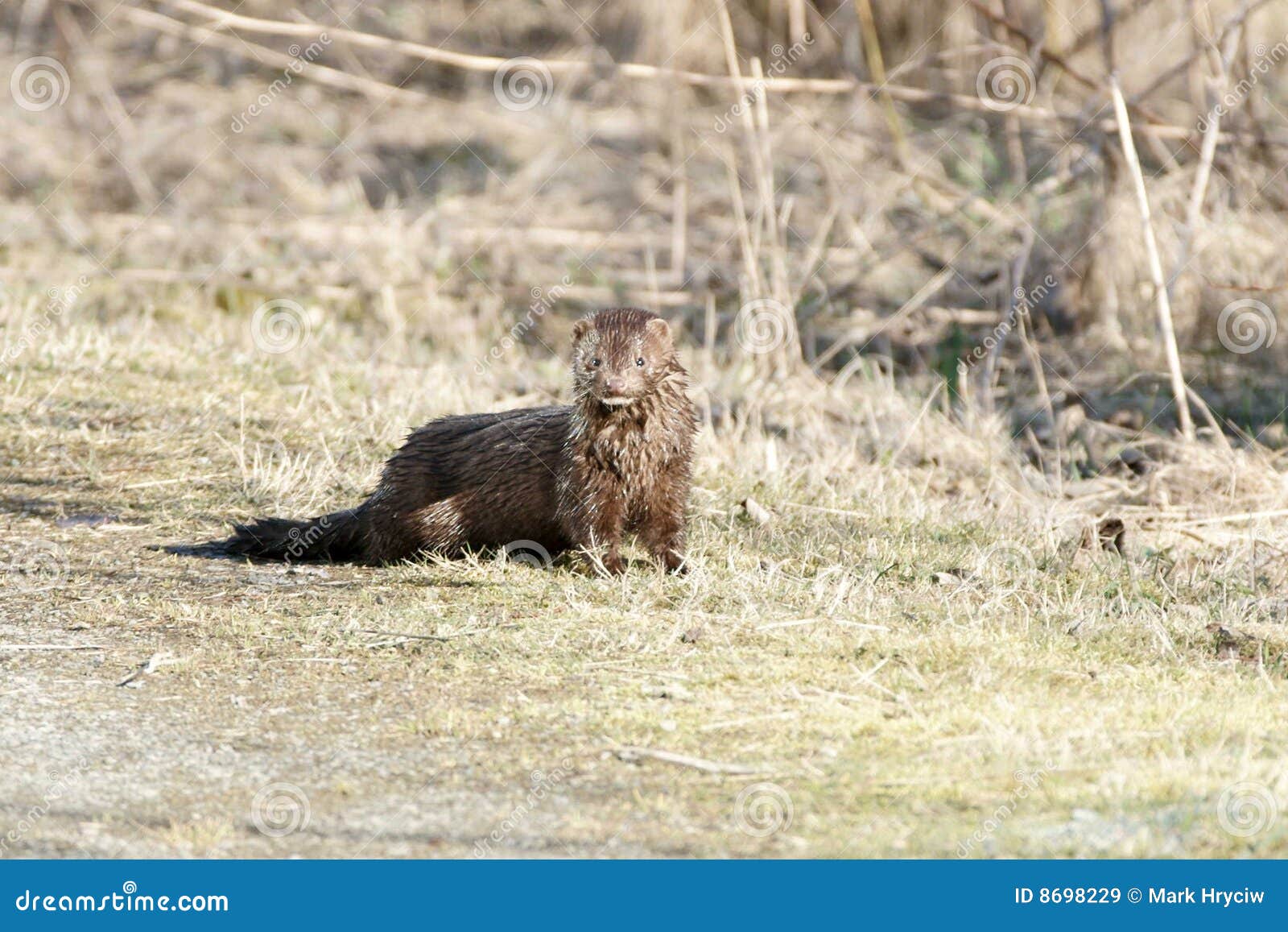 Visone selvaggio immagine stock. Immagine di nuoto, occhi - 8698229