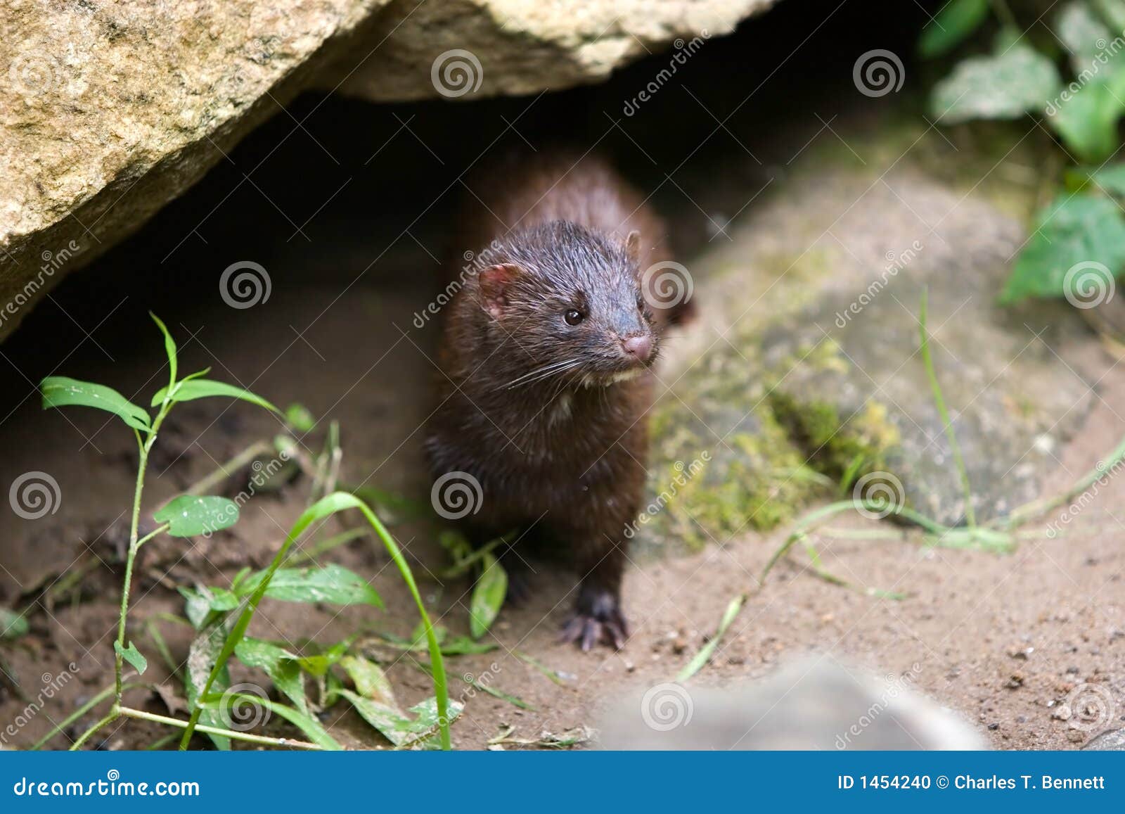 Visone Selvaggio (vison Del Mustela). Fotografia Stock - Immagine di ...