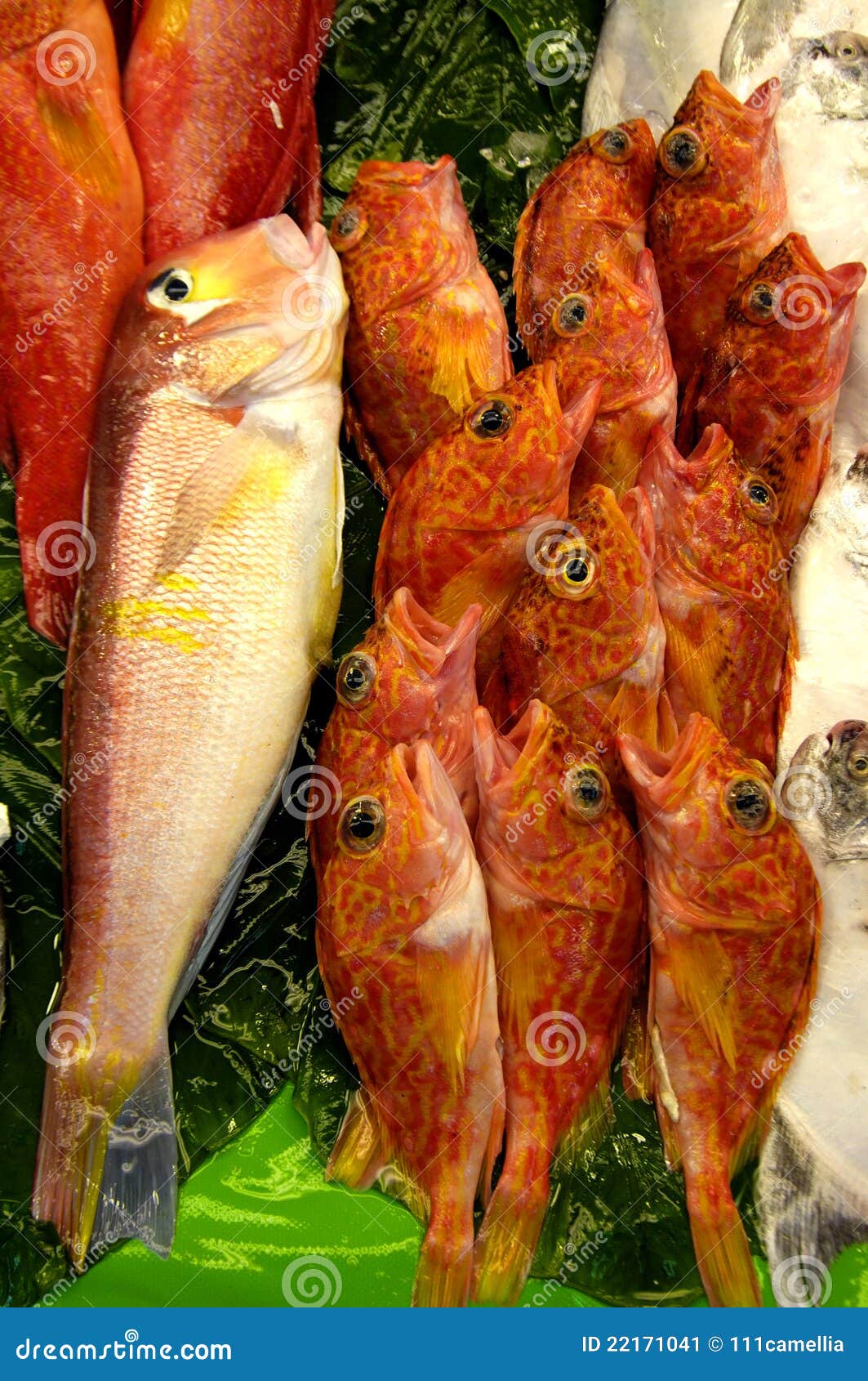 Vissen stock afbeelding. Image of omega, eetlust, smakelijk - 22171041