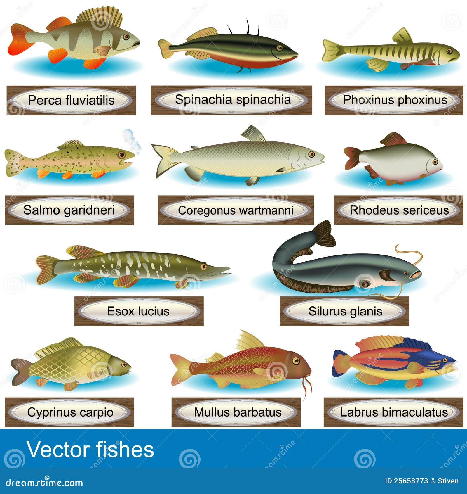 Vissen vector illustratie. Illustration of pictogram - 25658773