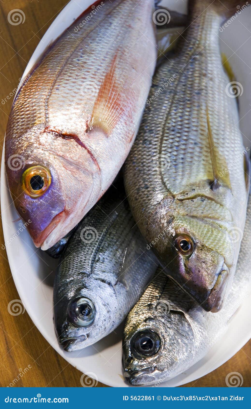 Vissen stock afbeelding. Image of snapper, achtergrond - 5622861