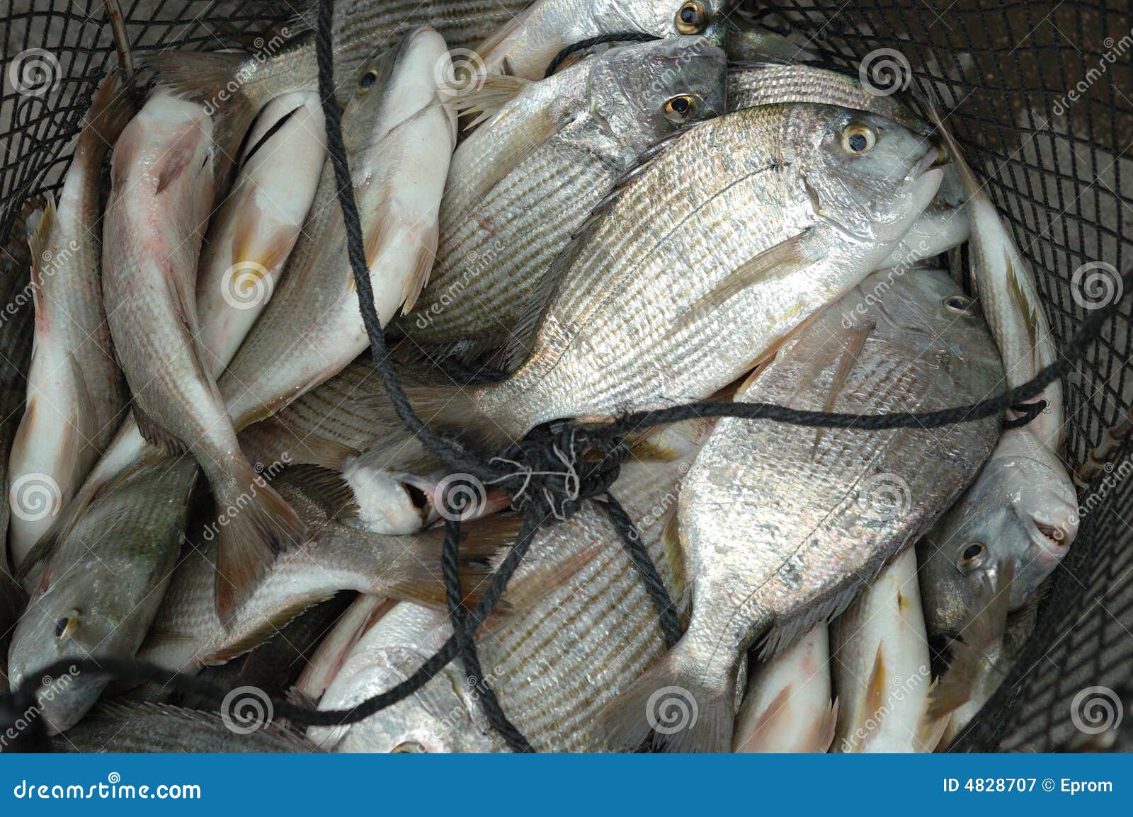 Vissen in het visnet stock afbeelding. Image of visnet - 4828707