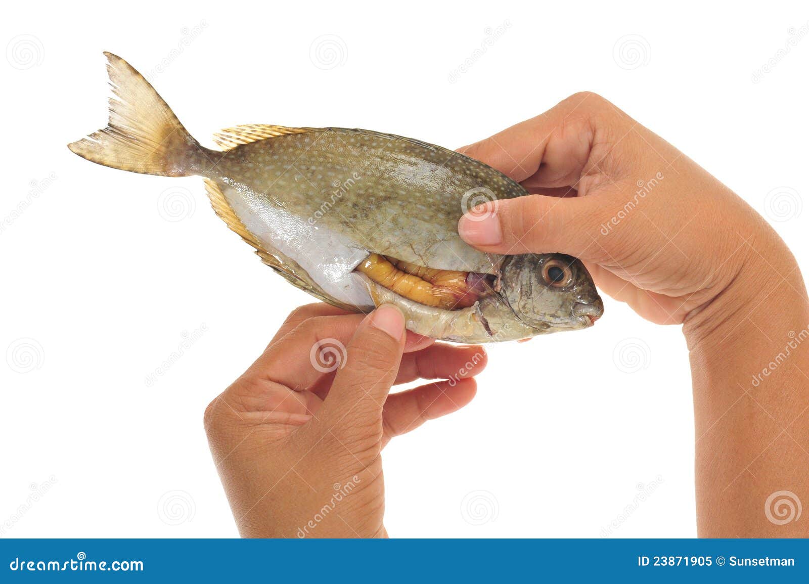 Vissen met Kuiten stock afbeelding. Image of maaltijd - 23871905