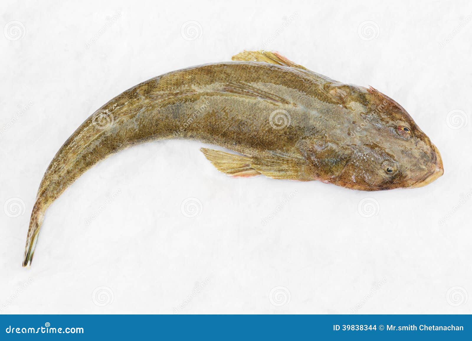 Vissen met platte kop stock foto. Image of sinaasappel - 39838344