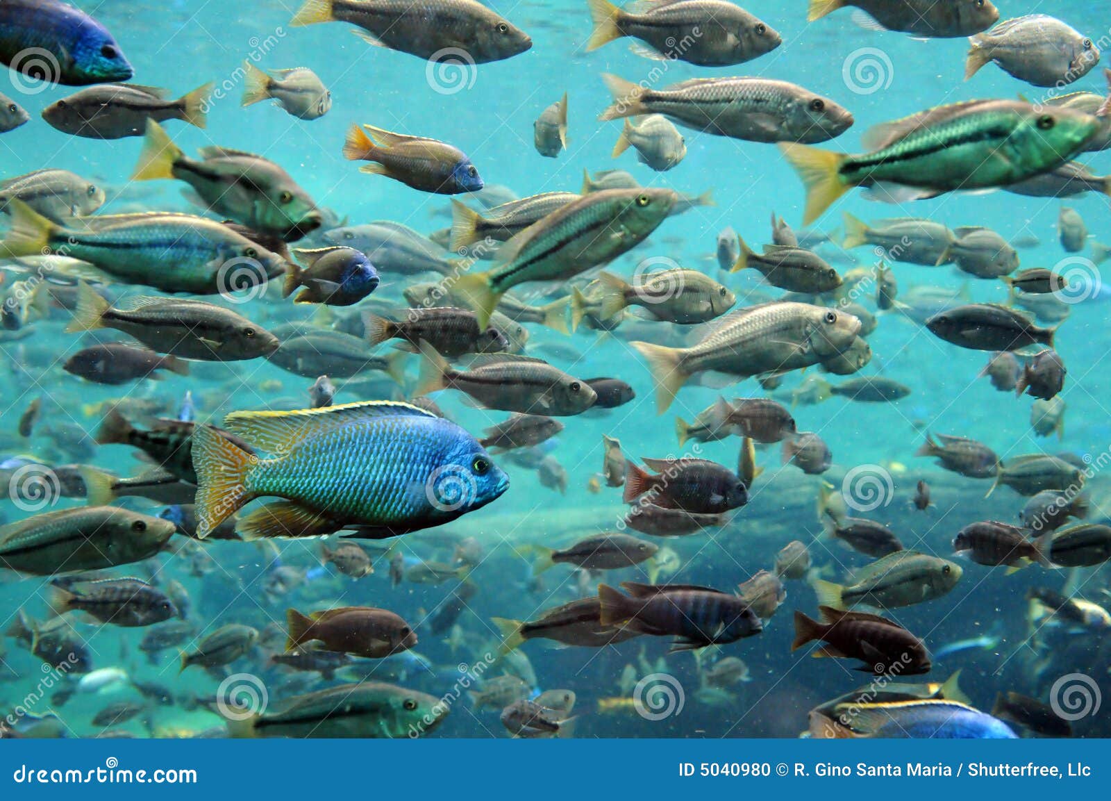 Vissen Onderwater stock foto. Image of vangst, water, onderwater - 5040980