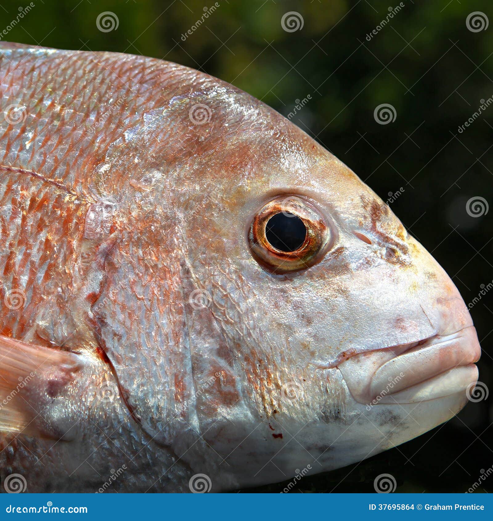 Vissen: Rode Snapper Hoofd Dichte Omhooggaand Stock Foto - Image of ...