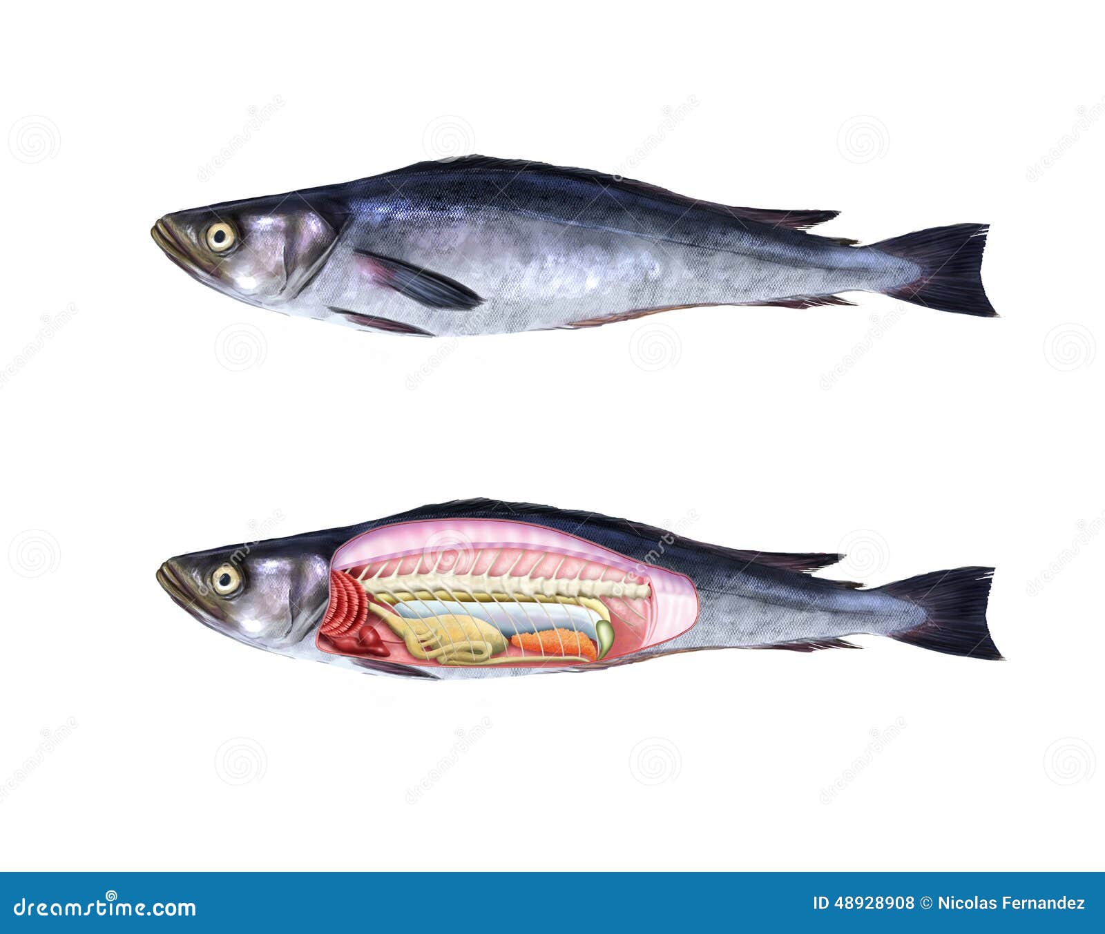 Vissenanatomie stock illustratie. Illustration of orgaan - 48928908