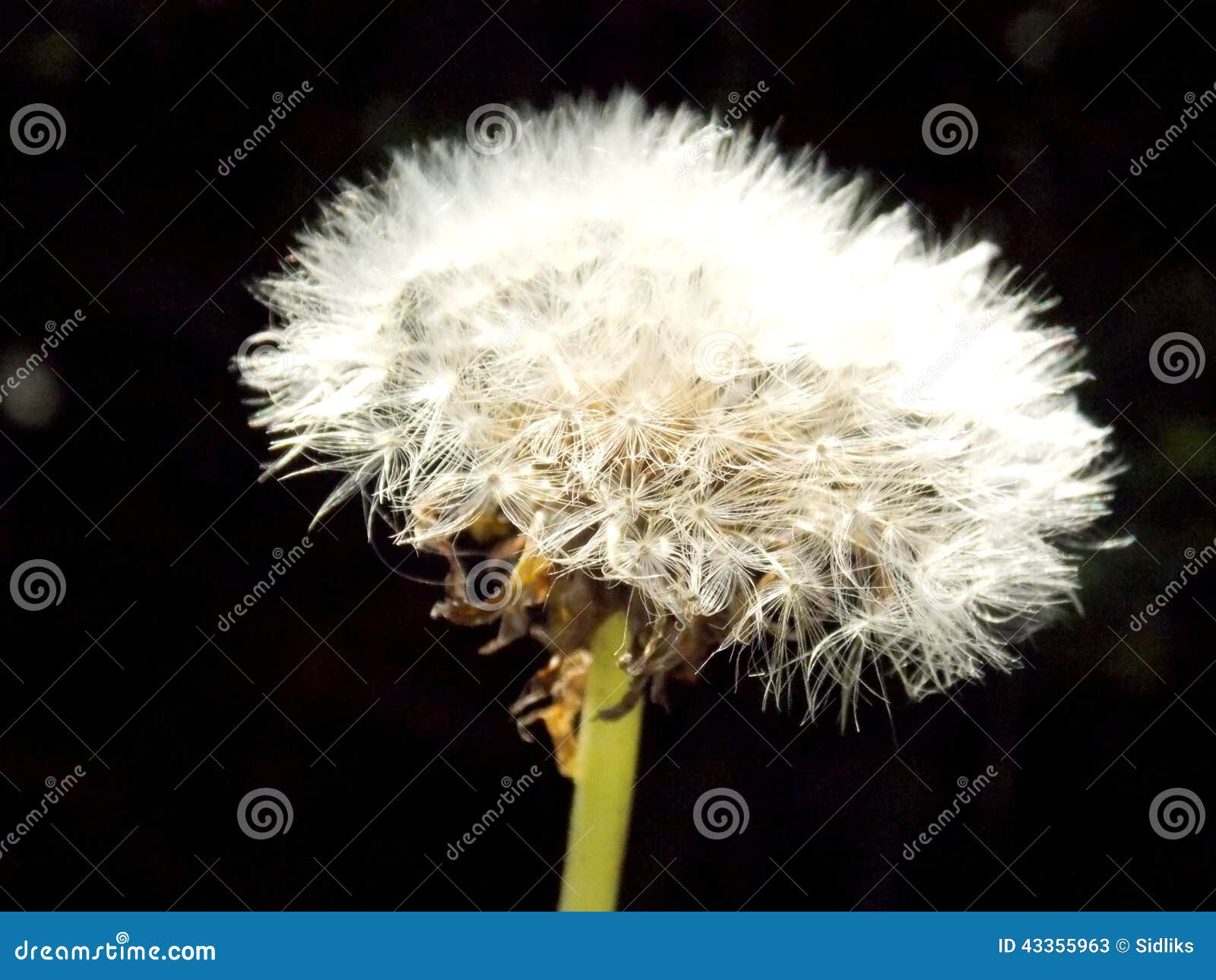 Vissnad maskros fotografering för bildbyråer. Bild av blomma - 43355963