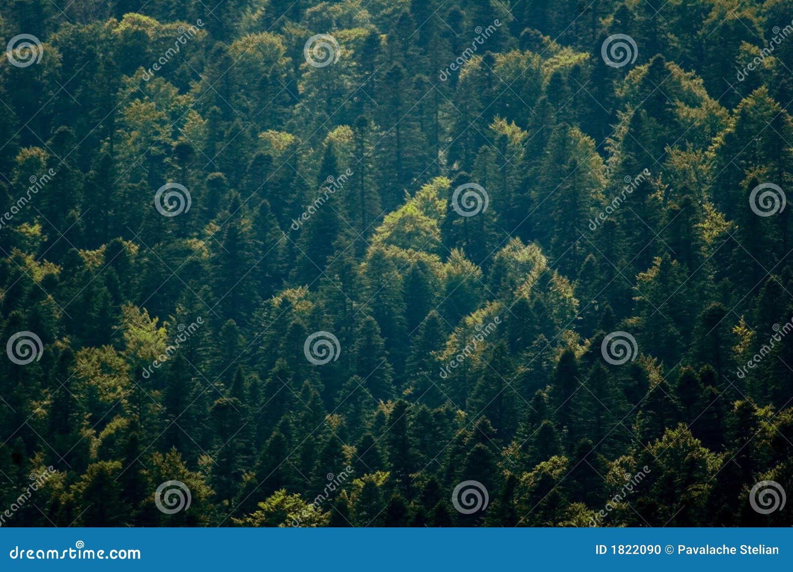 Vista Aerea Della Foresta Verde Fotografia Stock - Immagine di invaso ...