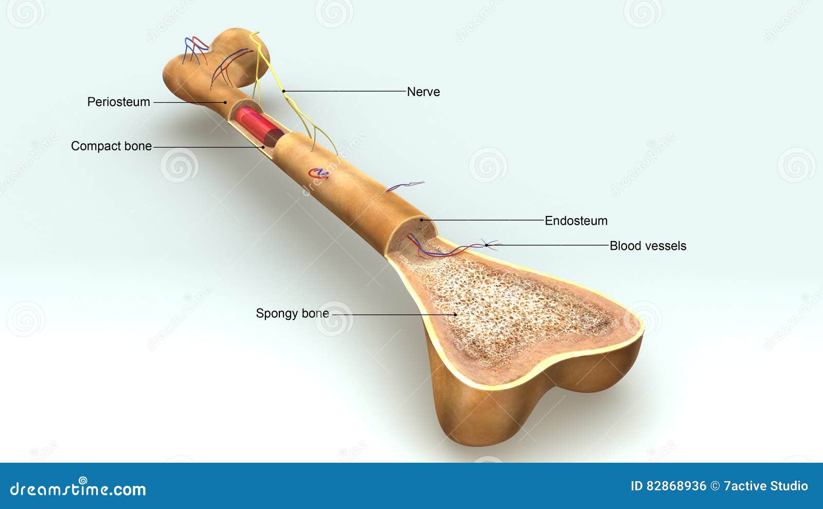 Vista Aerea Di Anatomia Dell'osso Illustrazione di Stock ...