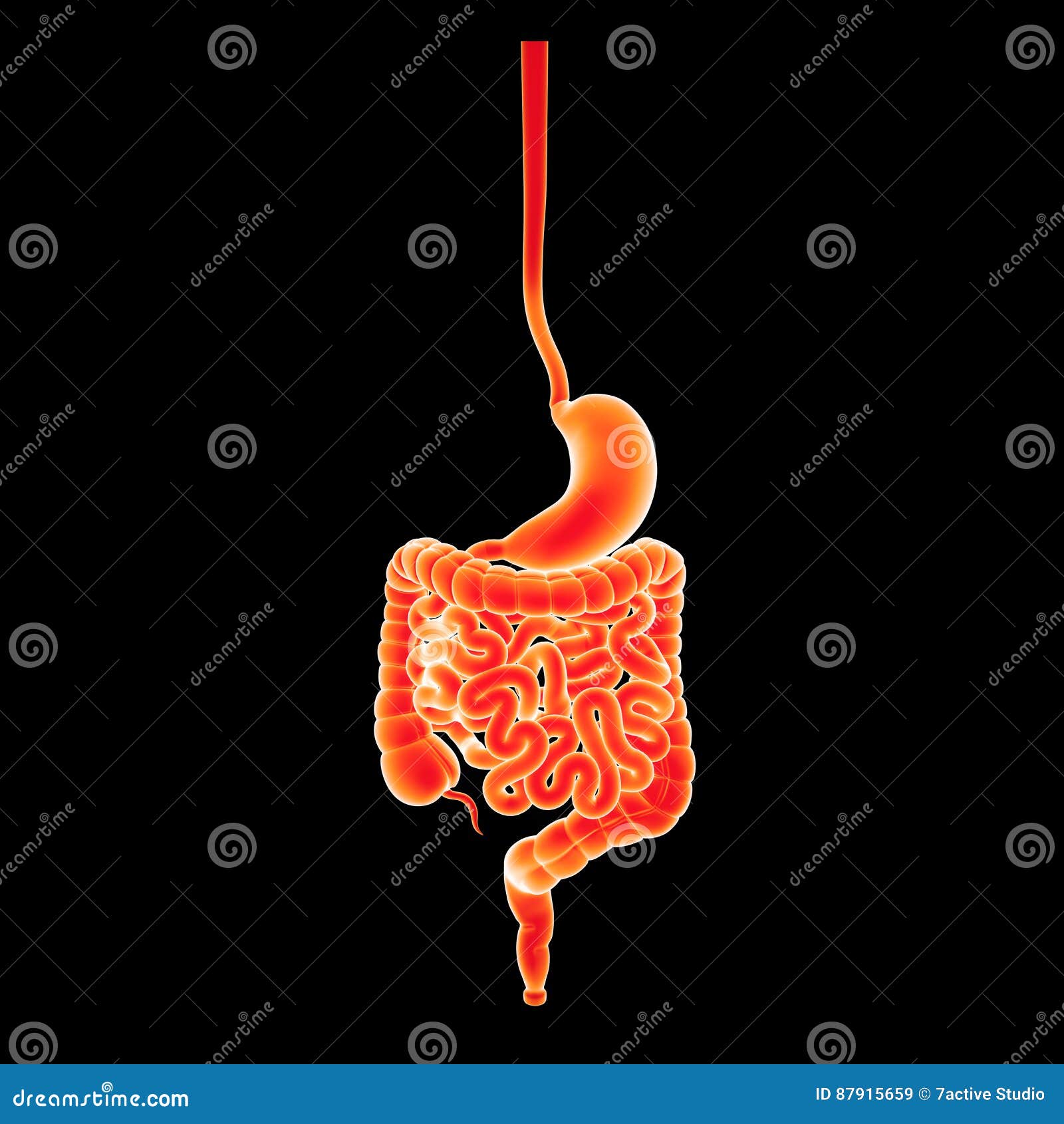 Vista Anteriore Dell'intestino E Dello Stomaco Illustrazione di Stock ...