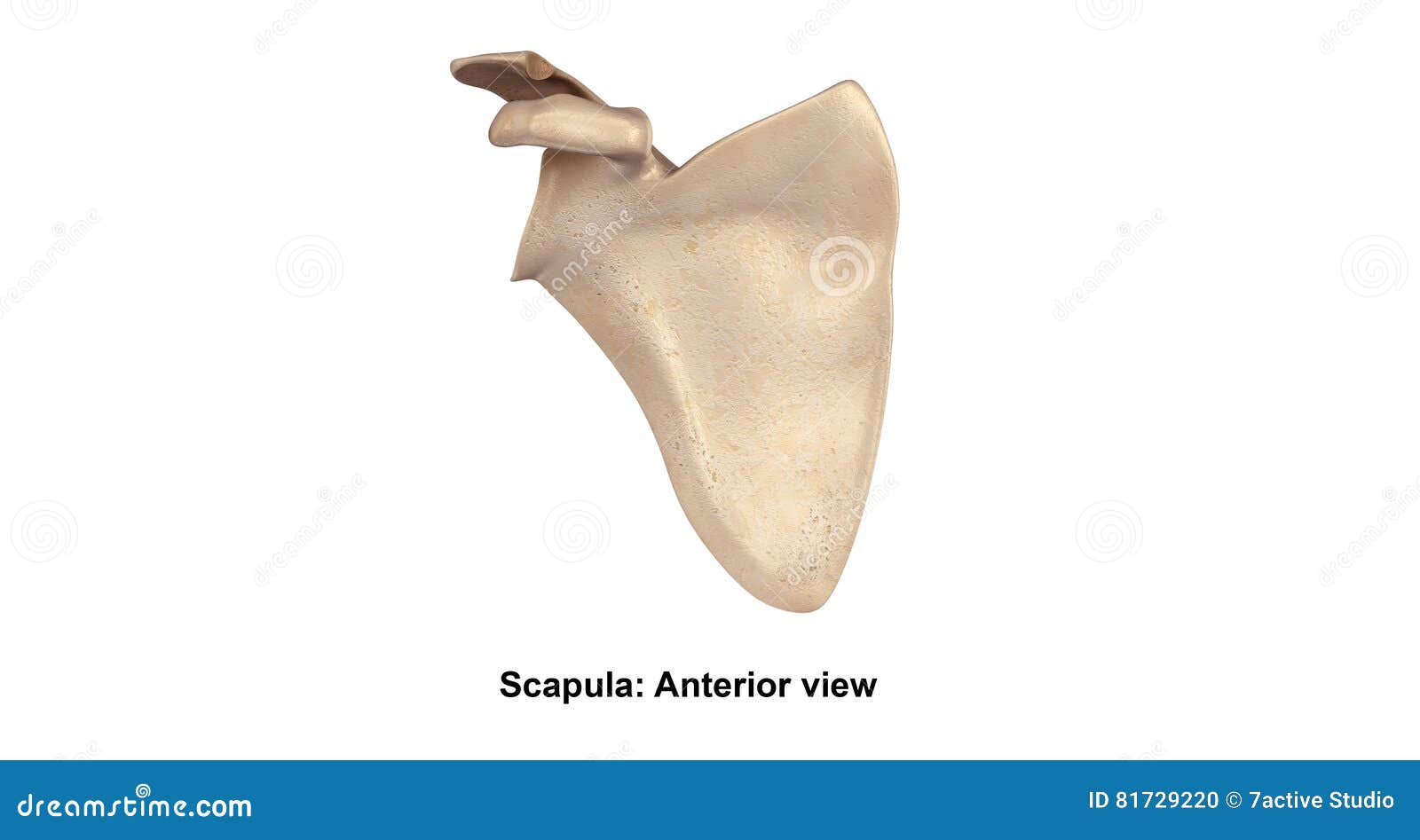 Vista Anteriore Della Scapola Fotografia Stock - Immagine di anatomia ...