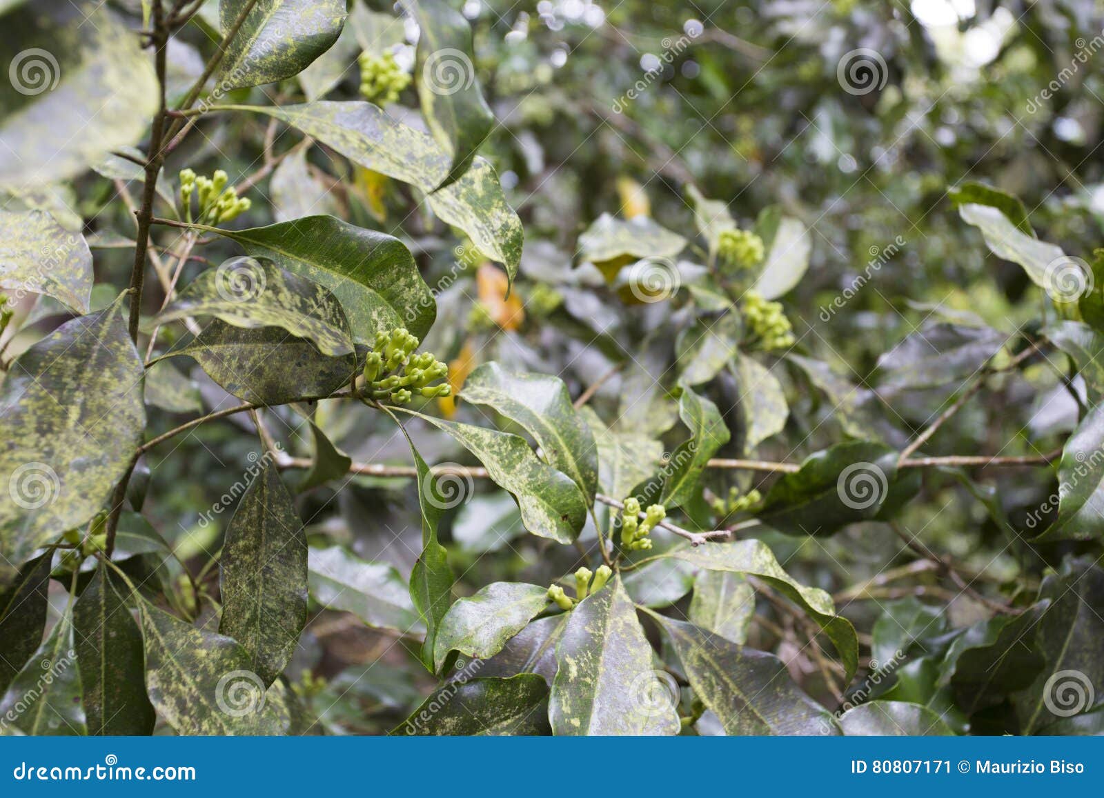 Vista de árbol del clavo imagen de archivo. Imagen de hoja - 80807171