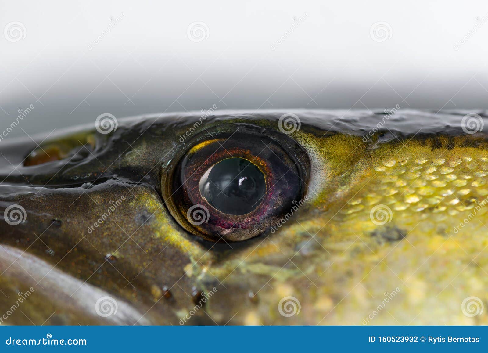 Vista De Cerca Del Ojo De Pez Lucio Foto de archivo - Imagen de mate ...