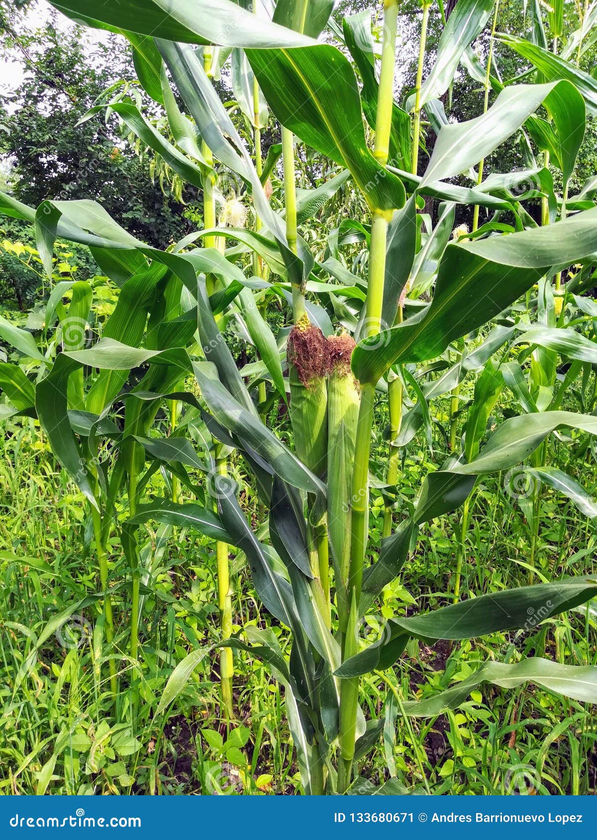 Vista De Uma Planta De Milho Com As Duas Orelhas De Milho Imagem de ...