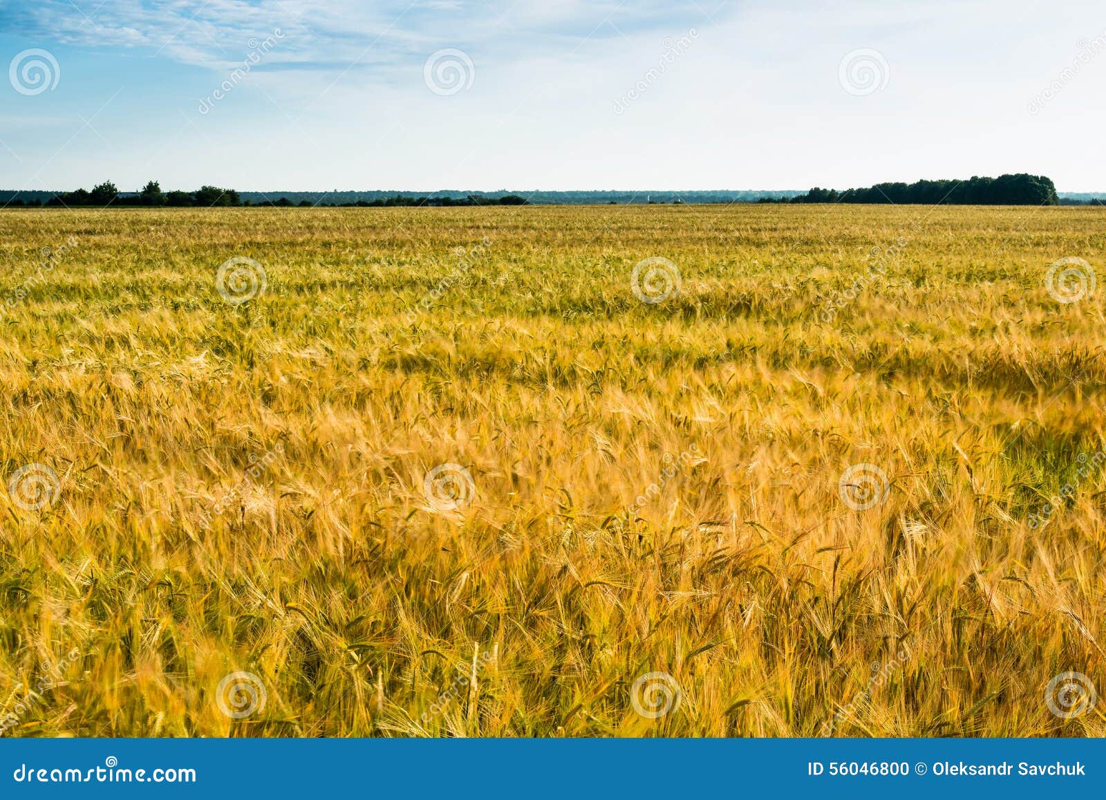 Vista Del Campo De La Cebada Foto de archivo - Imagen de rural ...