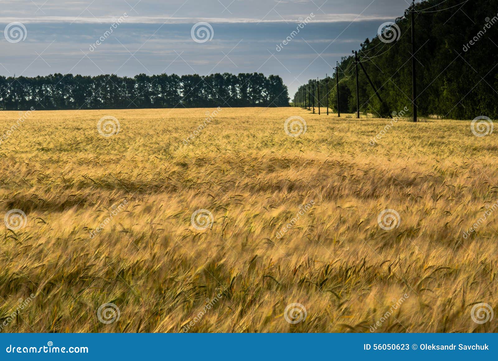 Vista Del Campo De La Cebada Imagen de archivo - Imagen de cebada ...