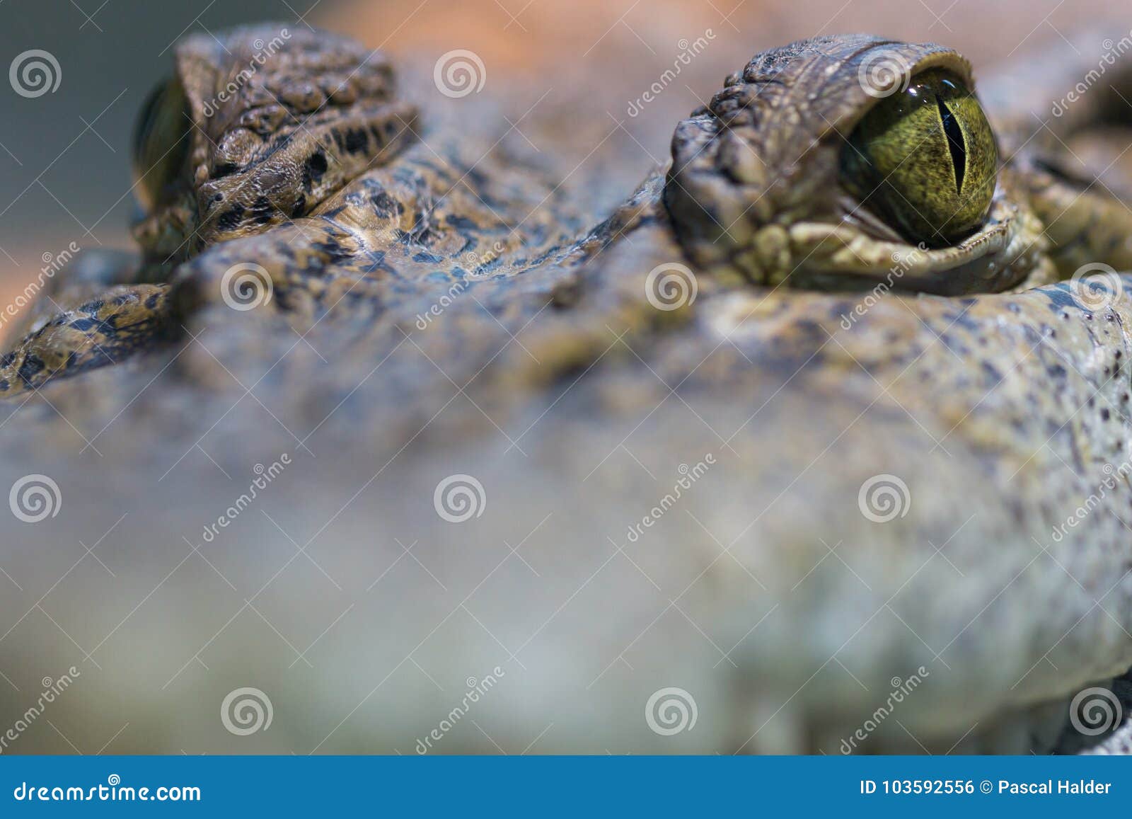 Vista Delantera Del Mindorensis Del Crocodylus Del Cocodrilo De Mindoro ...