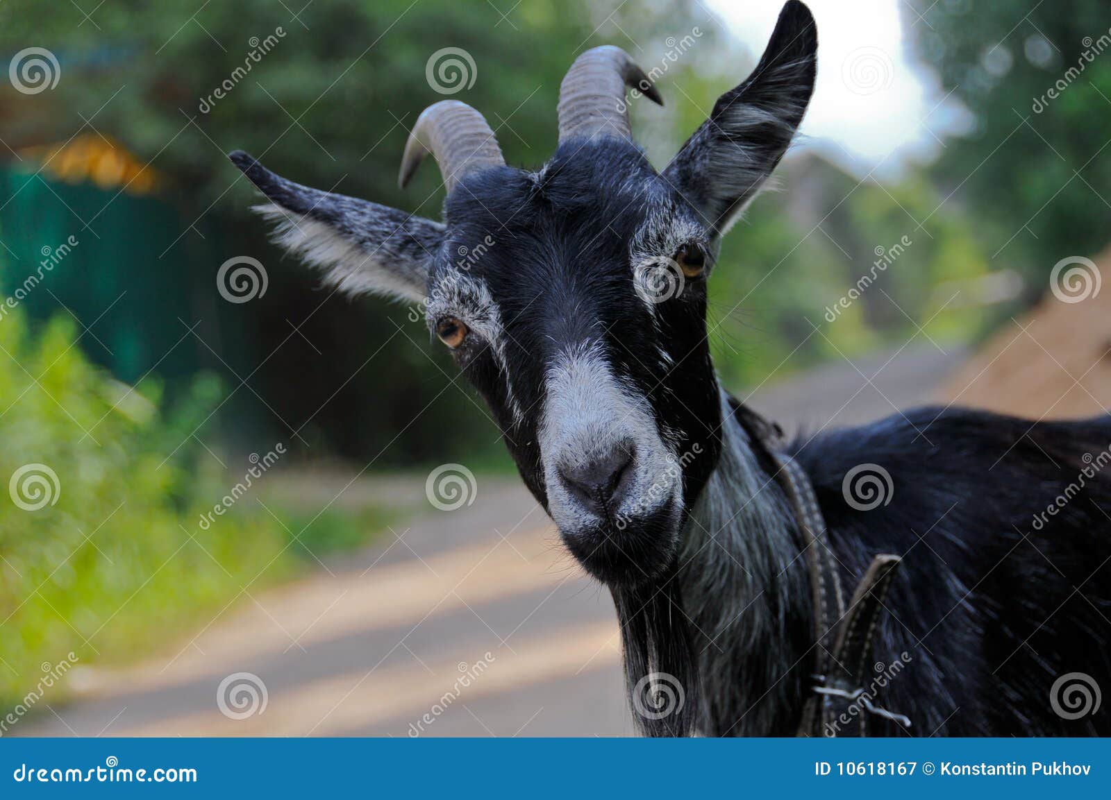 Vista della capra immagine stock. Immagine di bestiame - 10618167