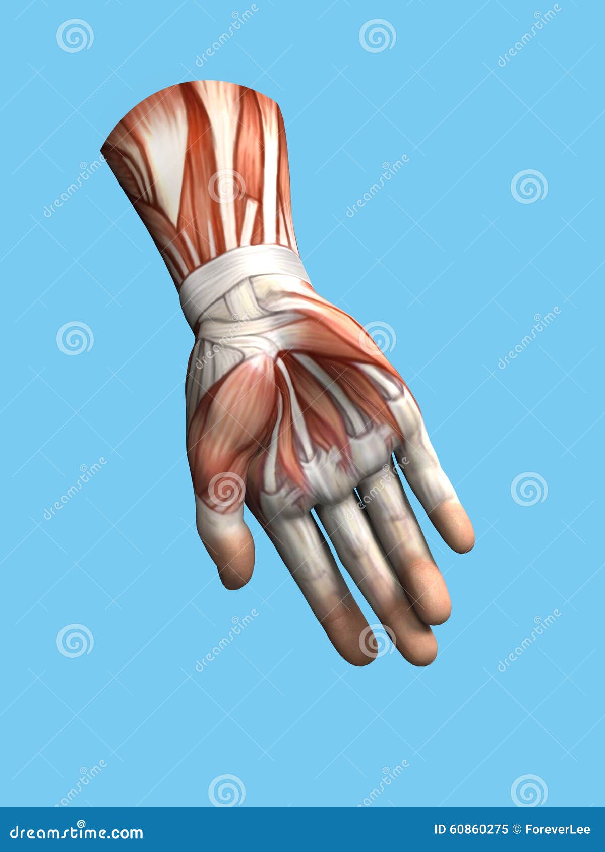 Vista Di Anatomia Della Mano E Del Polso Illustrazione di Stock ...