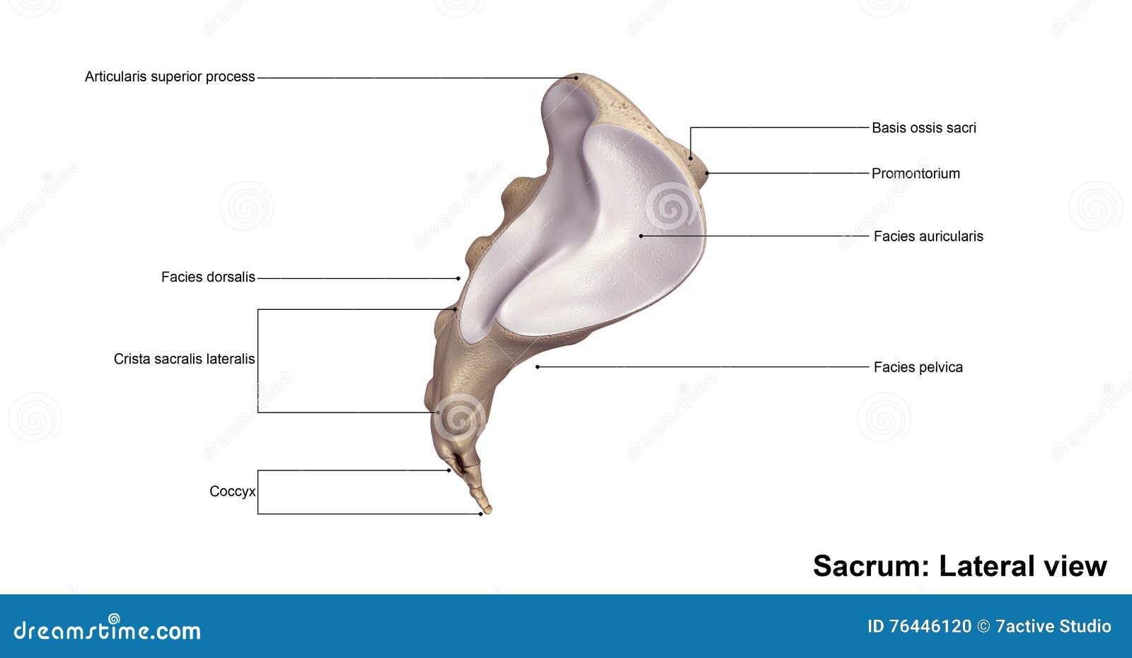 Vista Di Laterale Del Sacro Illustrazione di Stock - Illustrazione di ...