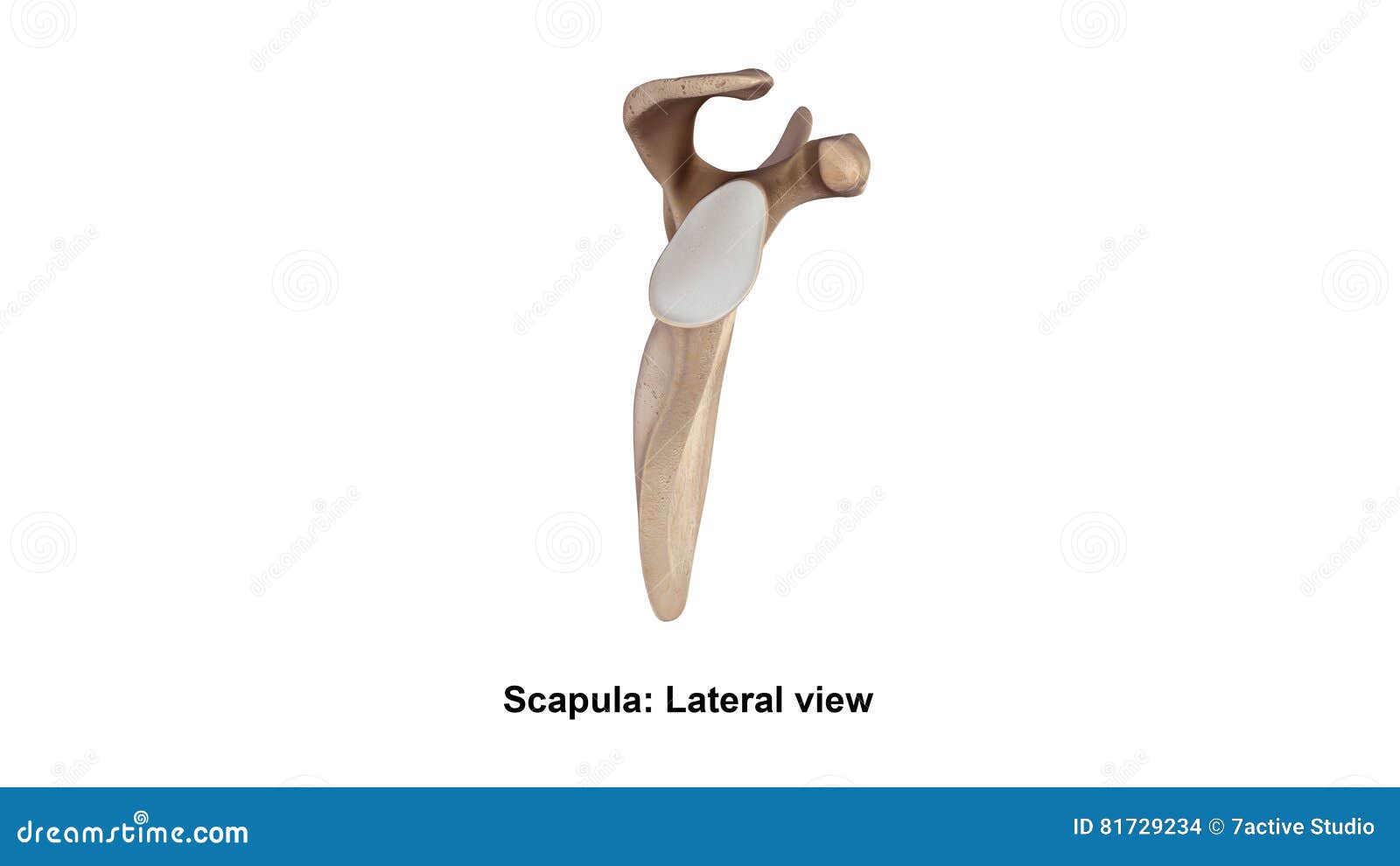 Vista Di Laterale Della Scapola Fotografia Stock - Immagine di ...