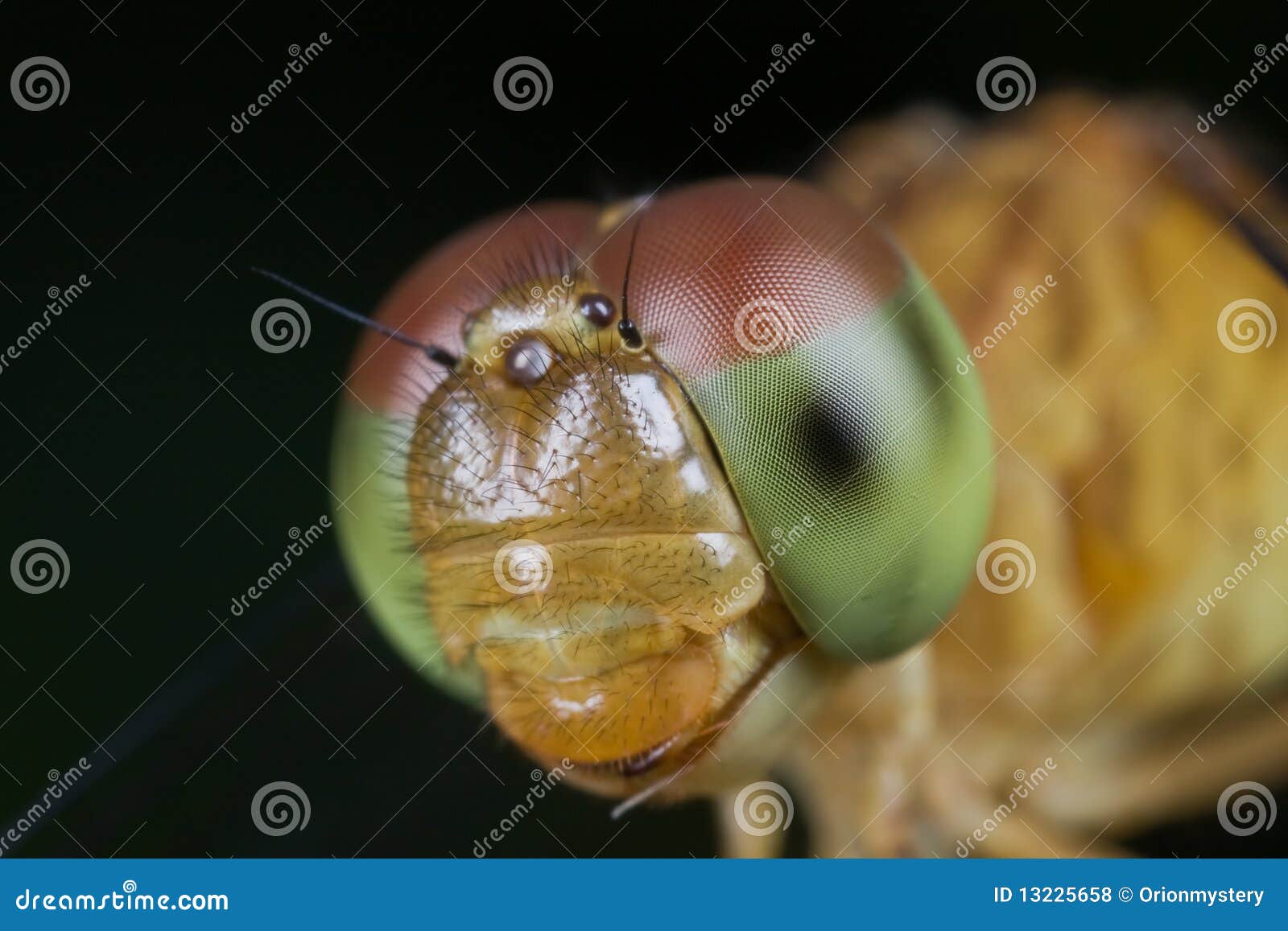 Vista Frontale Del Fronte Della Libellula Fotografia Stock - Immagine ...