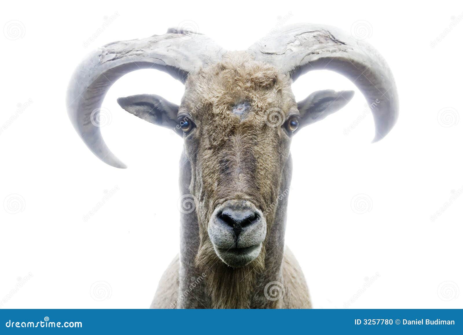 Vista Frontale Della Capra Di Montagna Fotografia Stock - Immagine di ...