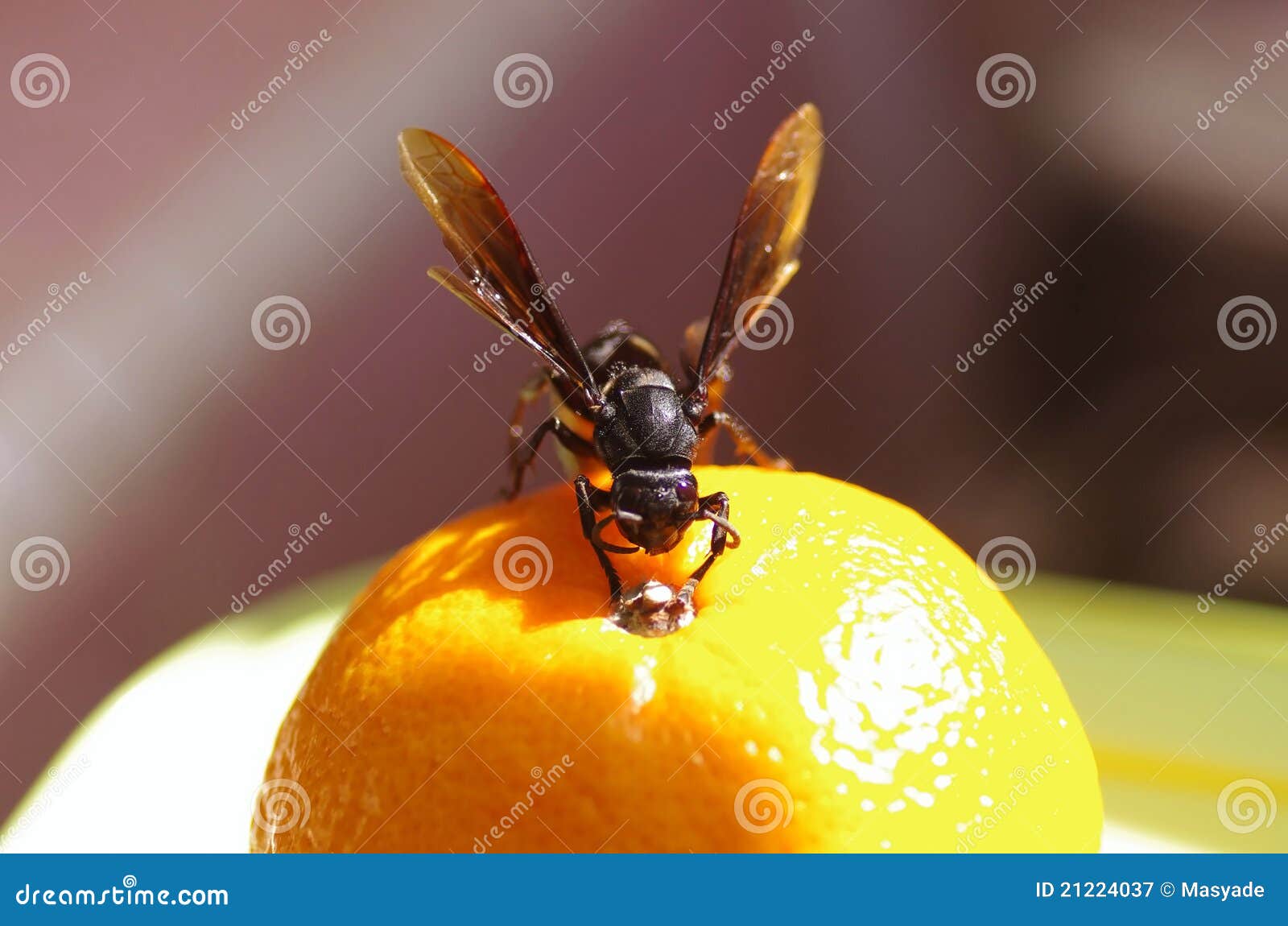 Vista Frontale Di Un Calabrone Immagine Stock - Immagine di curiosità ...