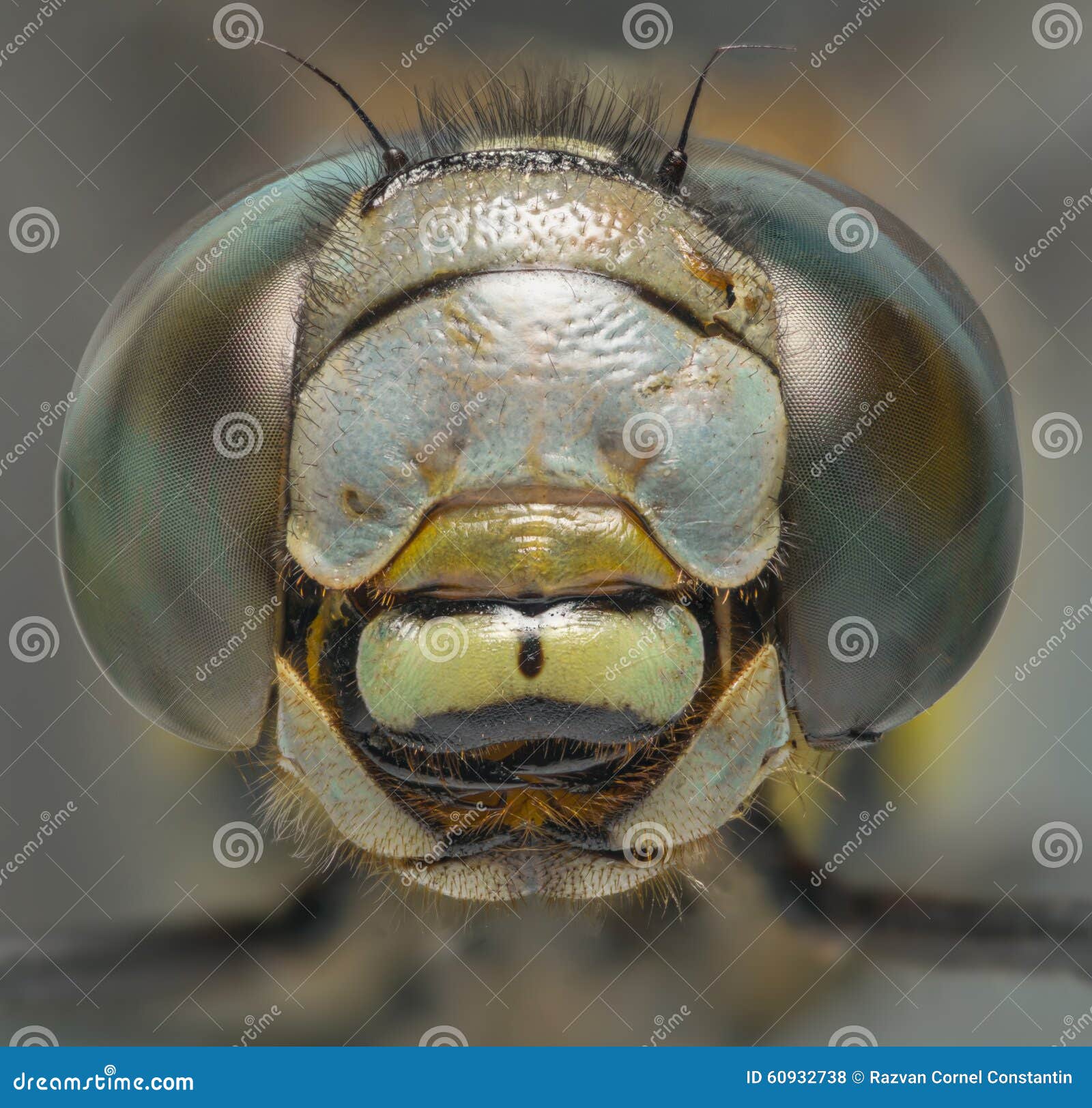 Vista Frontale Sparata Testa Di Macro Della Libellula Fotografia Stock ...