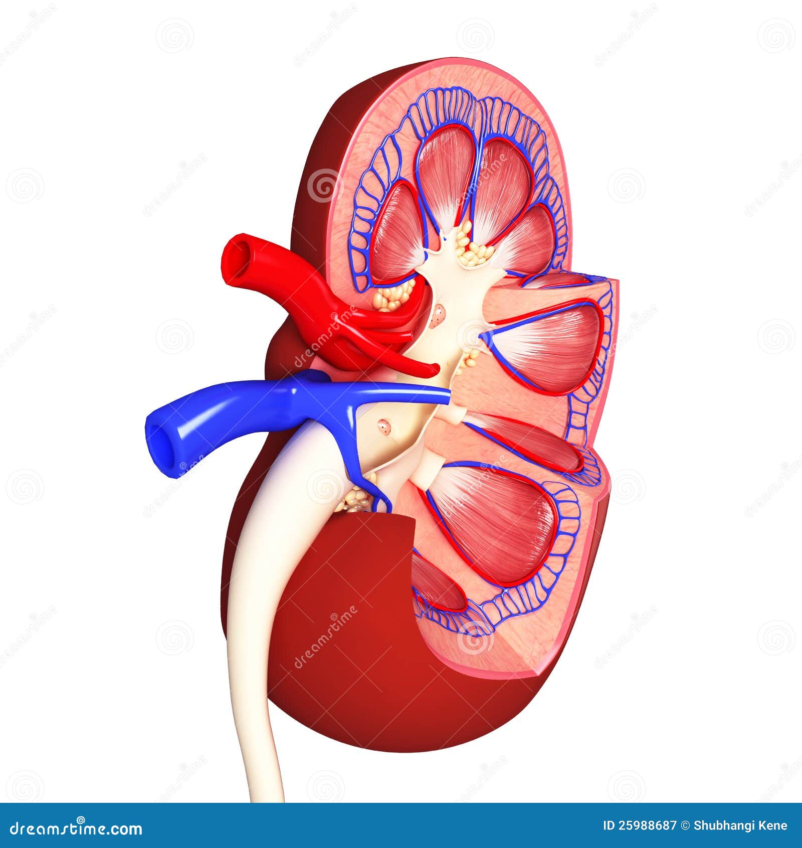 Vista Interna Del Rene Nella Forma Differente Illustrazione di Stock ...