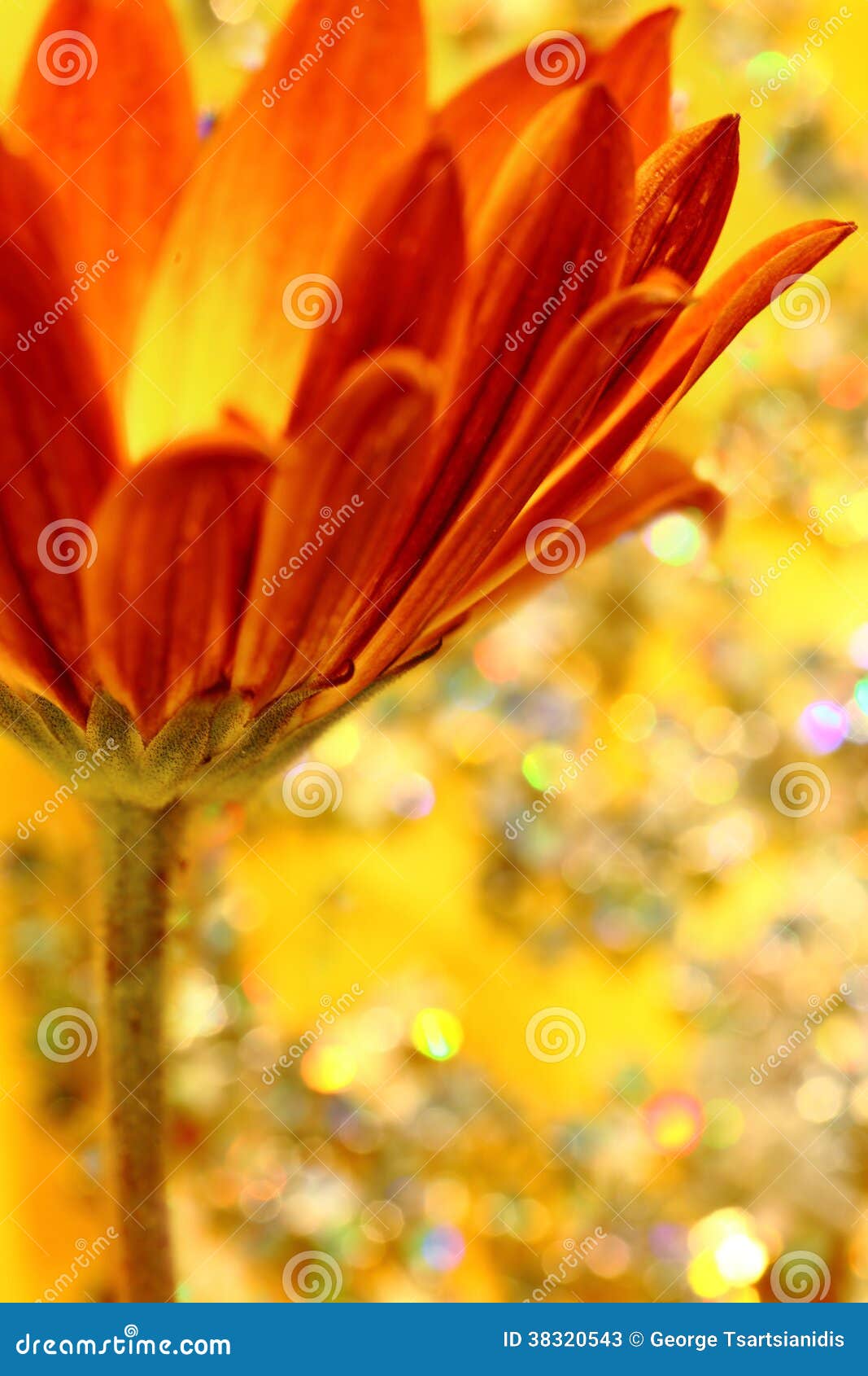 Vista Lateral Da Flor Alaranjada Imagem de Stock - Imagem de jardinar ...