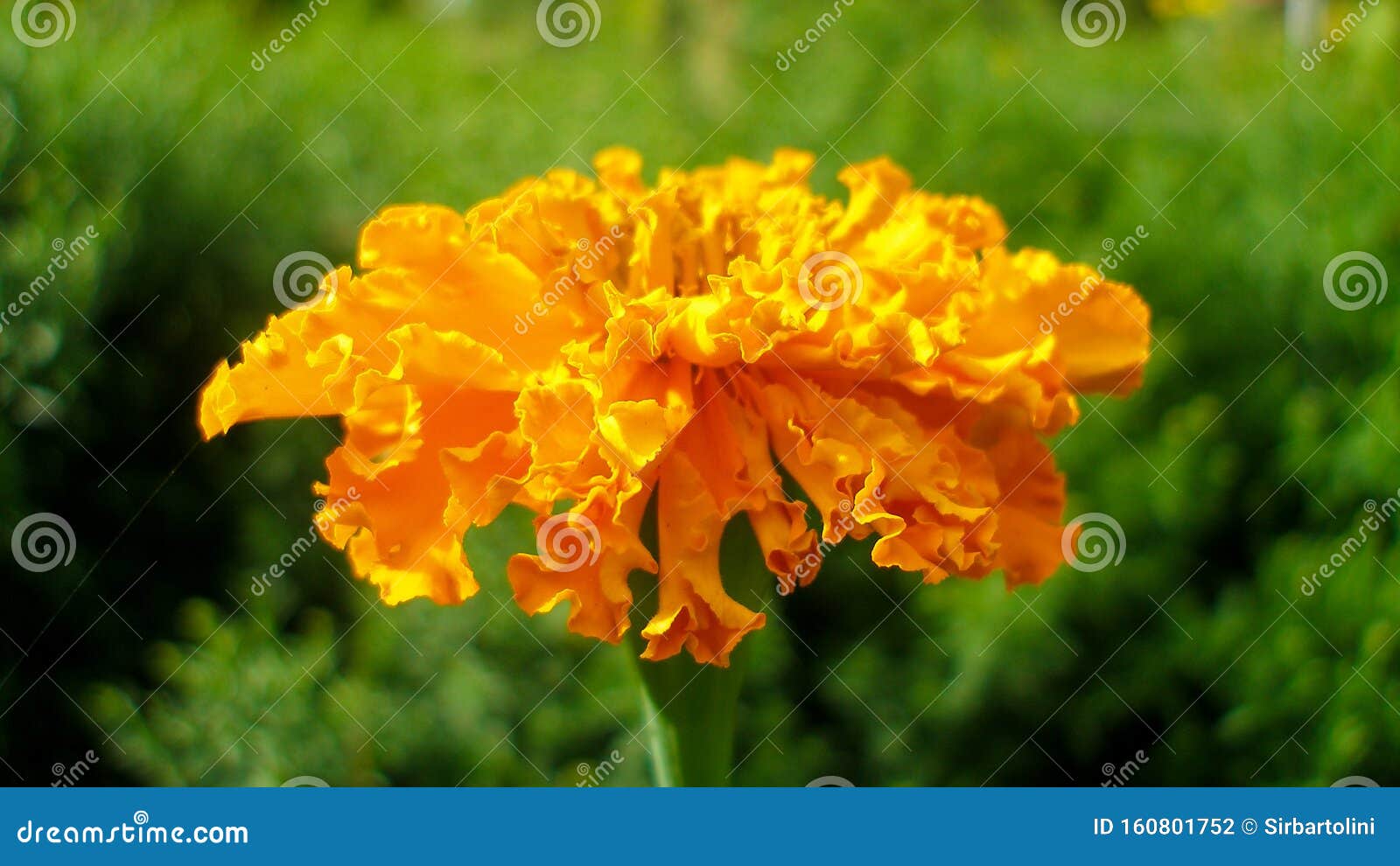 Vista Lateral De La Flor Marigold Francesa Foto de archivo - Imagen de ...